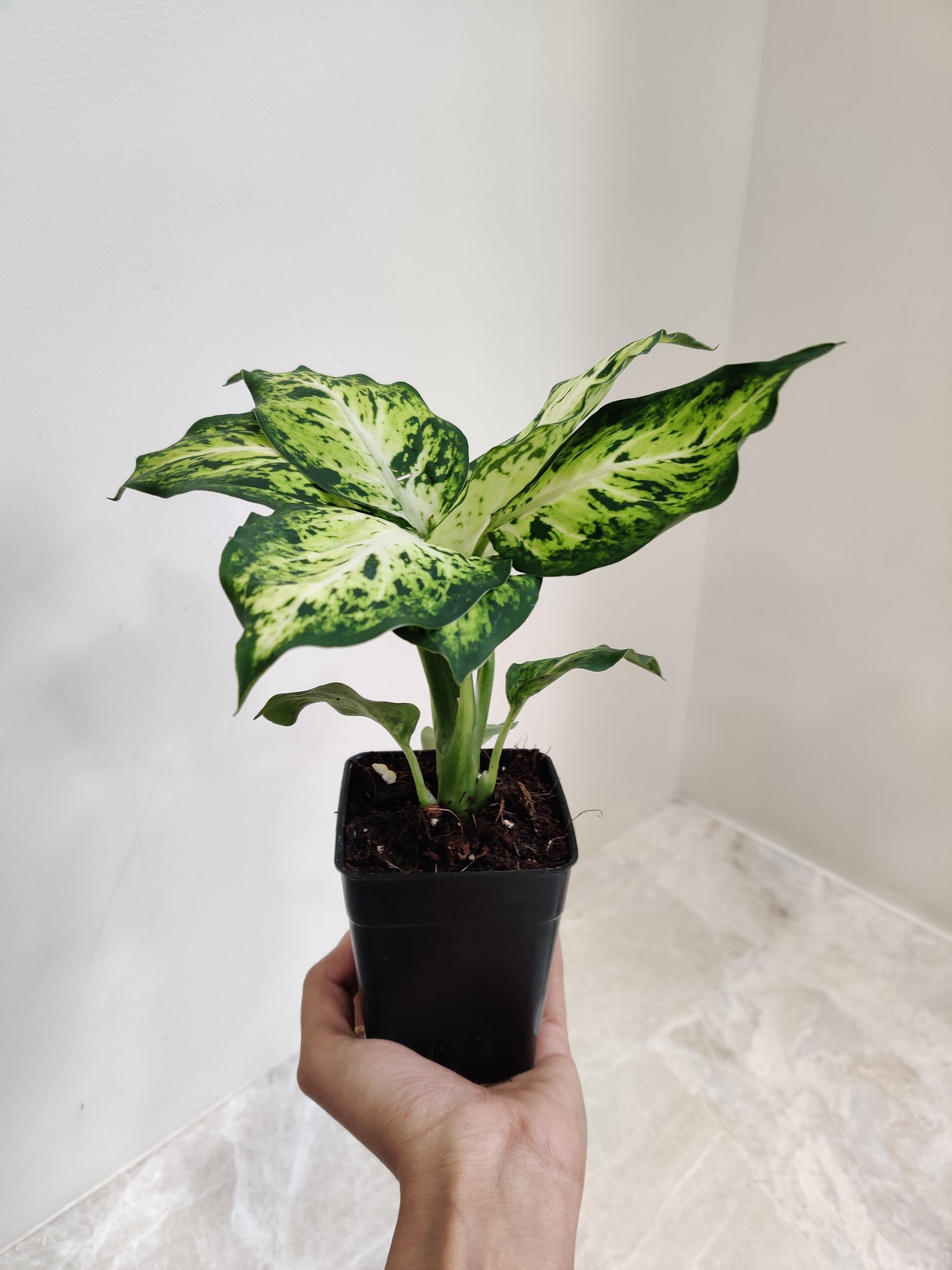Dieffenbachia Plant Guide – ChhajedGarden.com