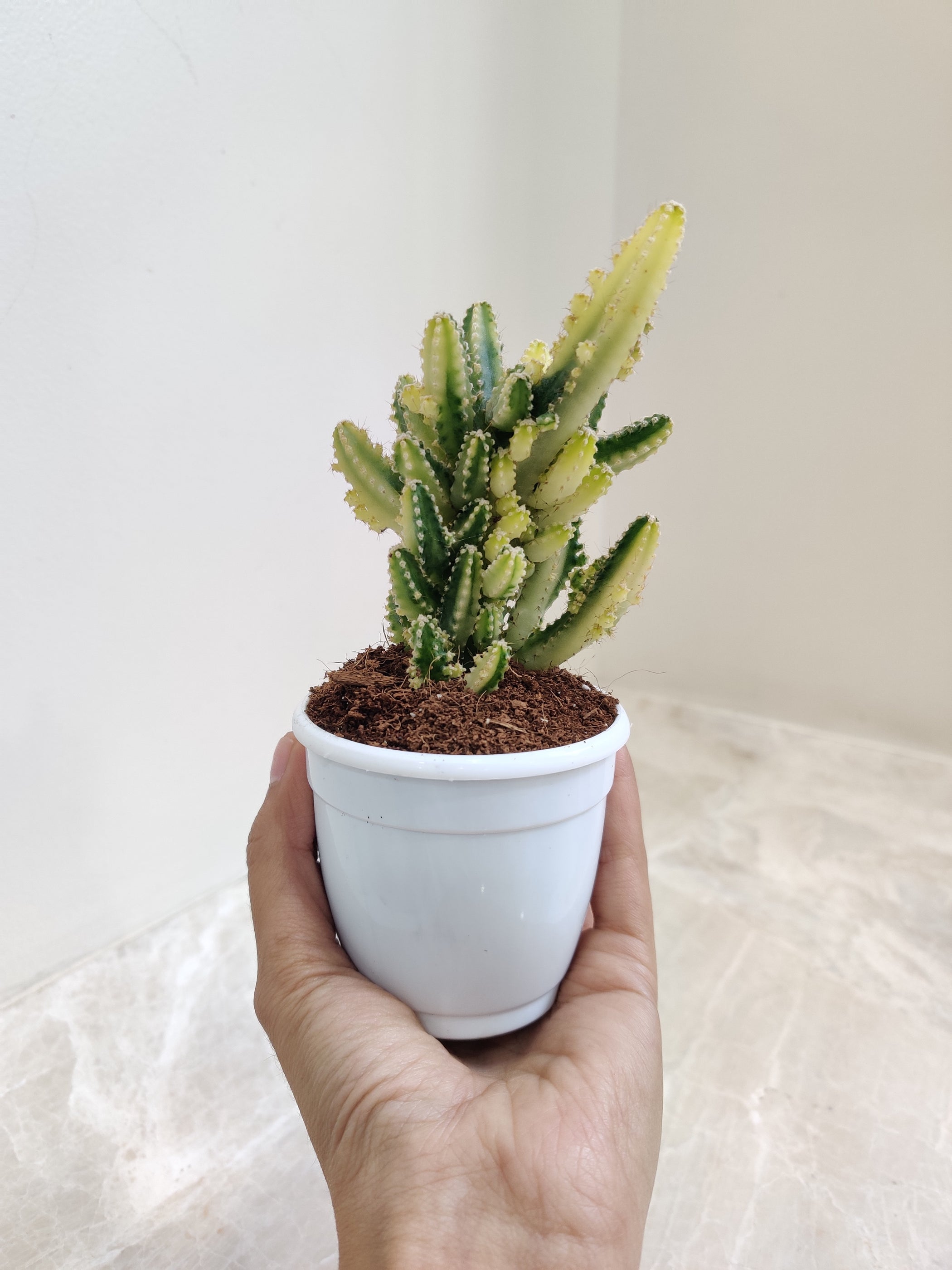 Buy Montrose Fairytale Castle Variegated Cactus Online India ...