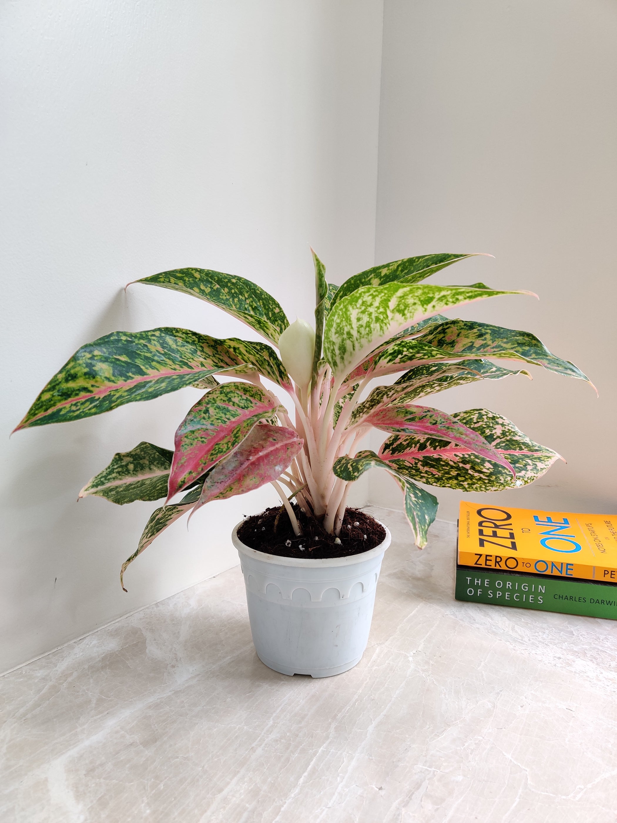 Aglaonema Firework Big Plant – ChhajedGarden.com