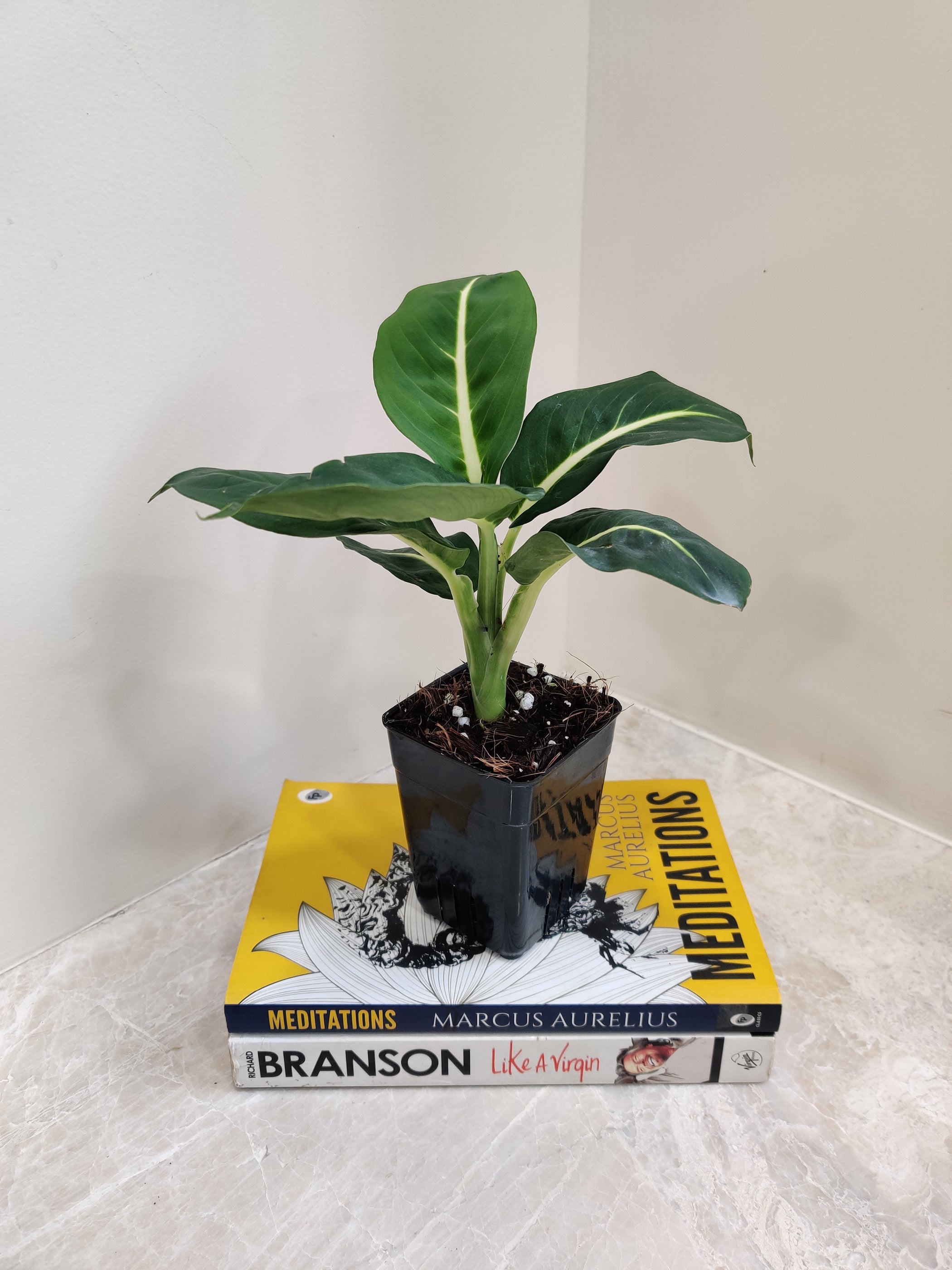 Buy Dieffenbachia Magic Amoena Plant Online India – ChhajedGarden.com