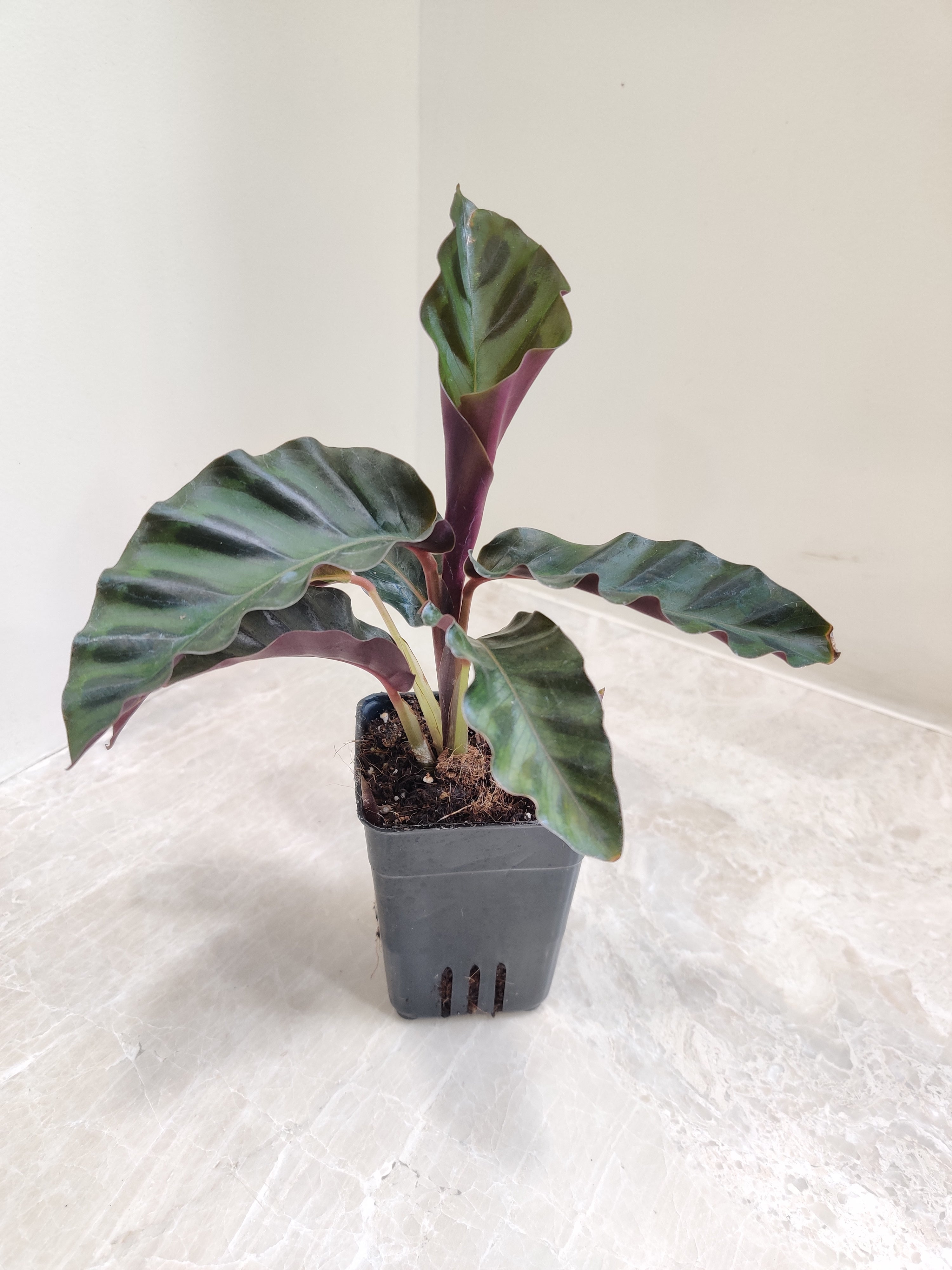 Calathea Gandersii - Lush Indoor Plant for Home – ChhajedGarden.com