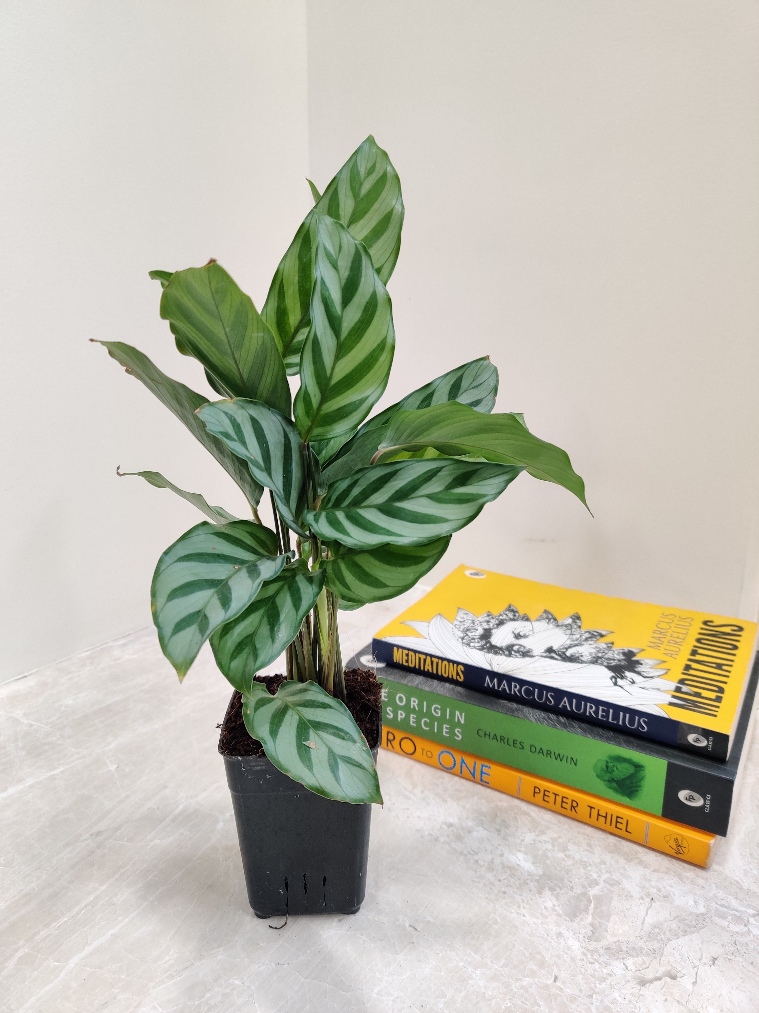 Buy Calathea Freddie Plant Online India | Rare Calathea Plant ...