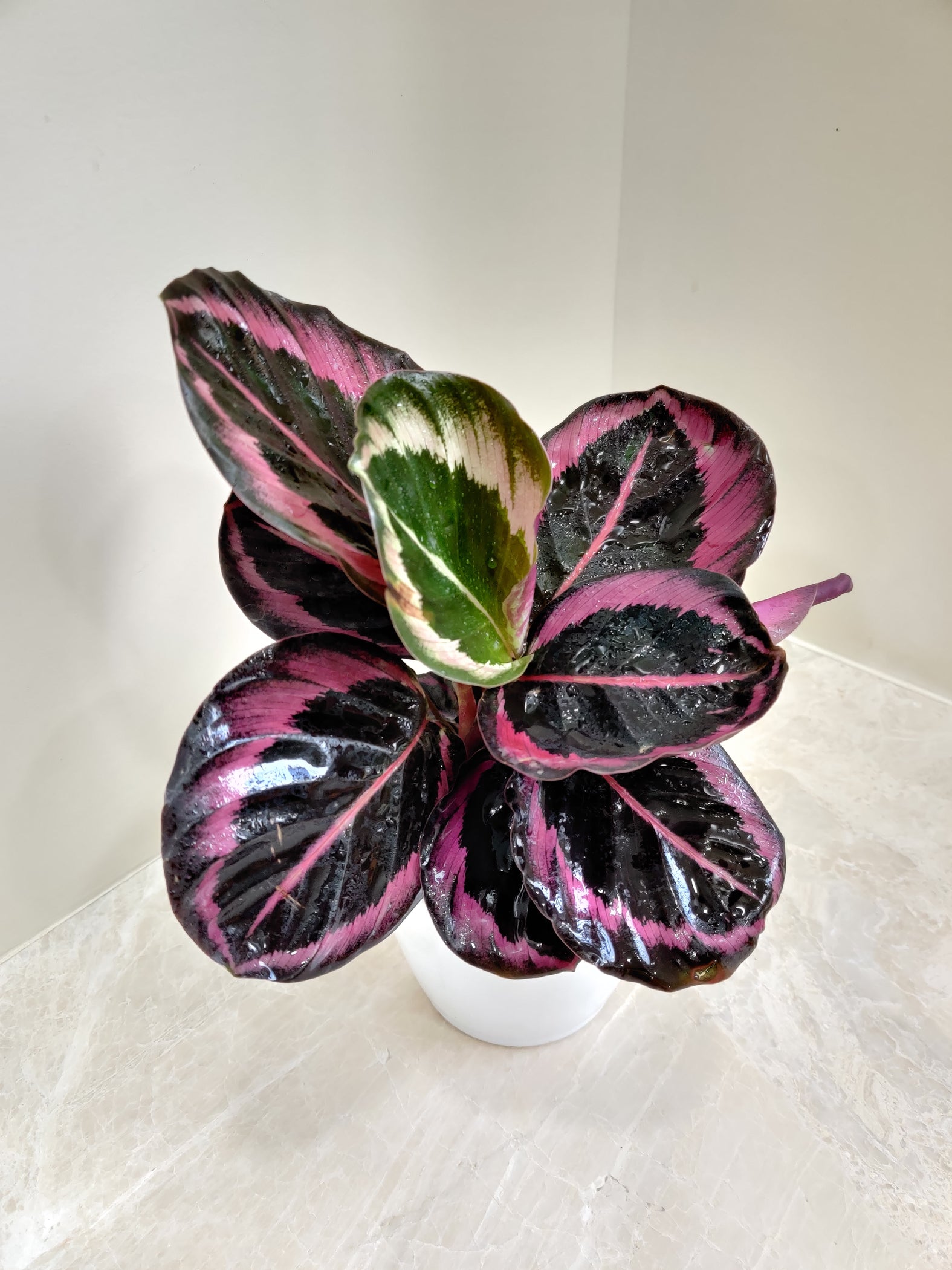 Buy Calathea Red Wine Plant Online India – ChhajedGarden.com