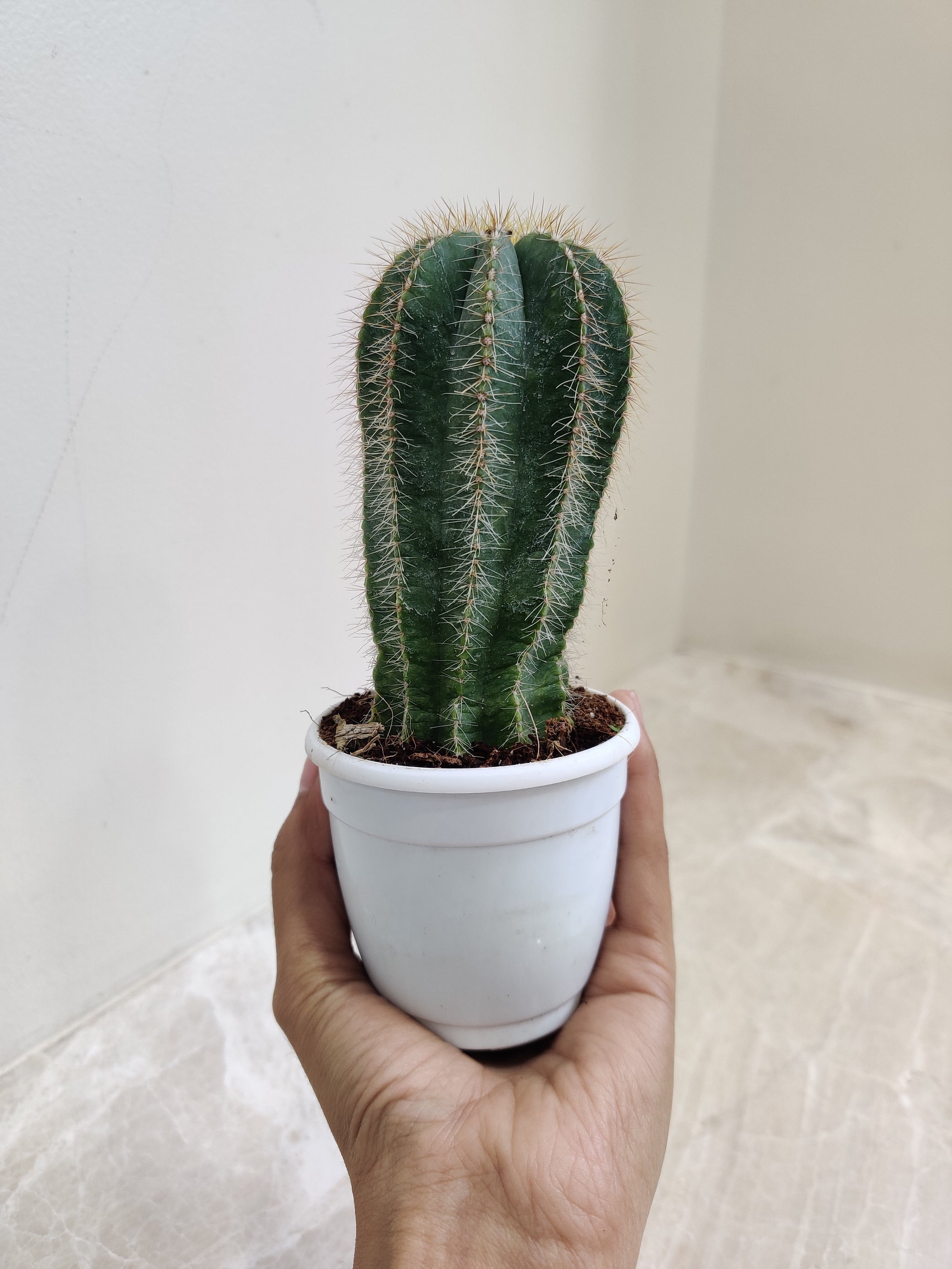 Buy Balloon Cactus (Notocactus Magnificus) Online India – ChhajedGarden.com