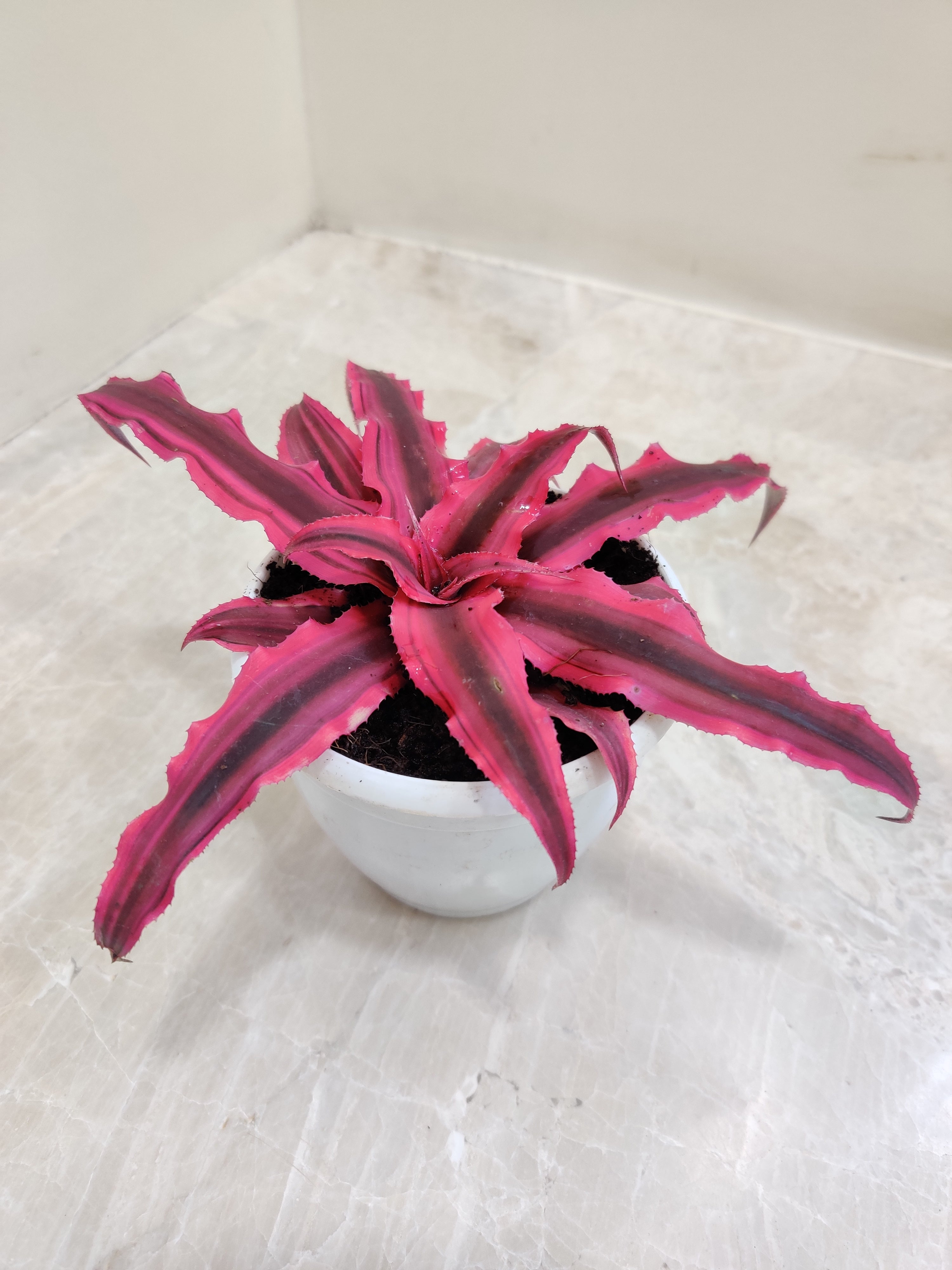 Exotic Red Star Cryptanthus Plant - Enhance Your Home | Shop Now ...