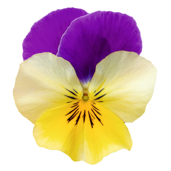 Viola Highflyer Yellow Purple Wing Flower Seeds – ChhajedGarden.com