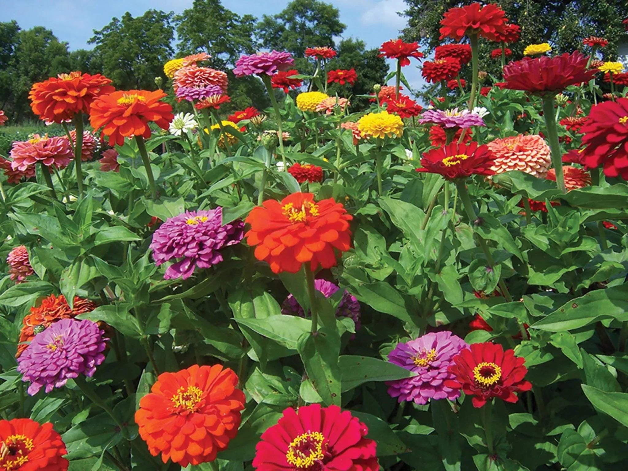 Zinnia Dahlia Flowered Mix Flower Seeds – ChhajedGarden.com