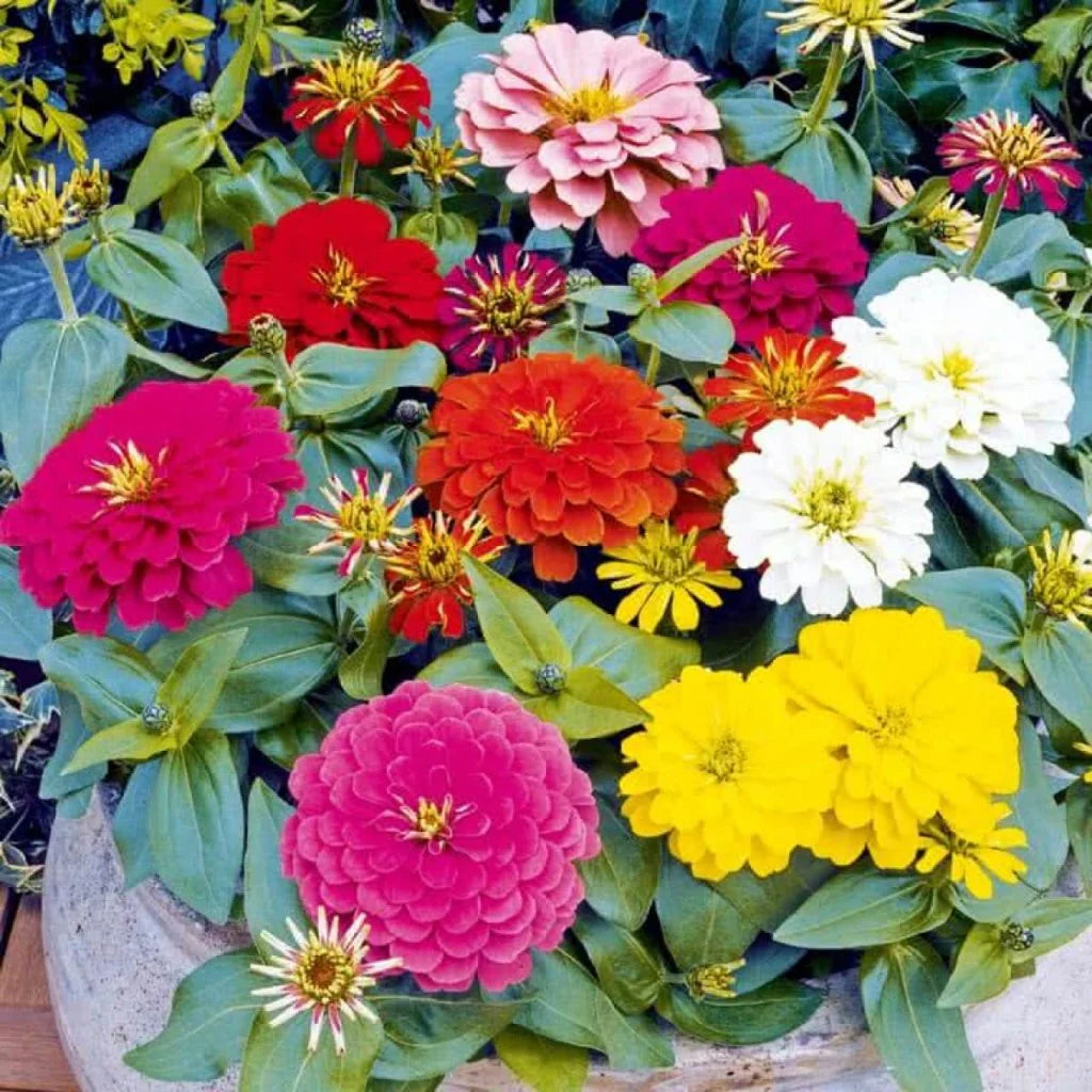 Zinnia Lilliput Mix Flower Seeds – ChhajedGarden.com