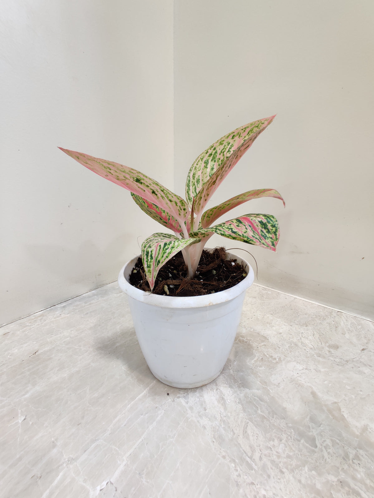 Buy Aglaonema Golden Powder – ChhajedGarden.com
