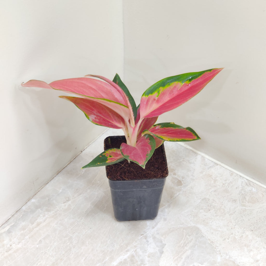 42 Stunning Aglaonema Varieties You'll Adore – ChhajedGarden.com