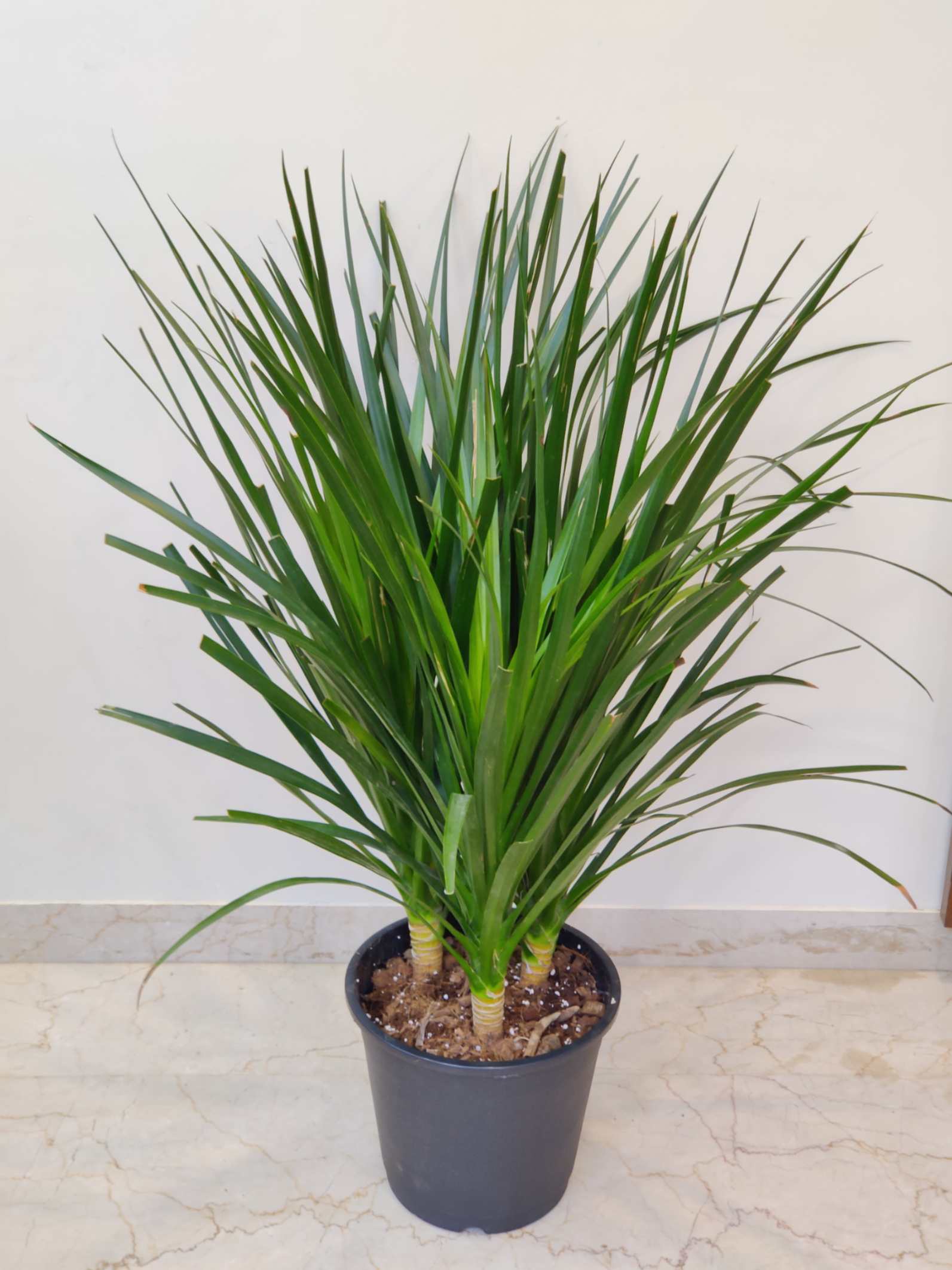 Buy Compact Dracaena Plant – ChhajedGarden.com