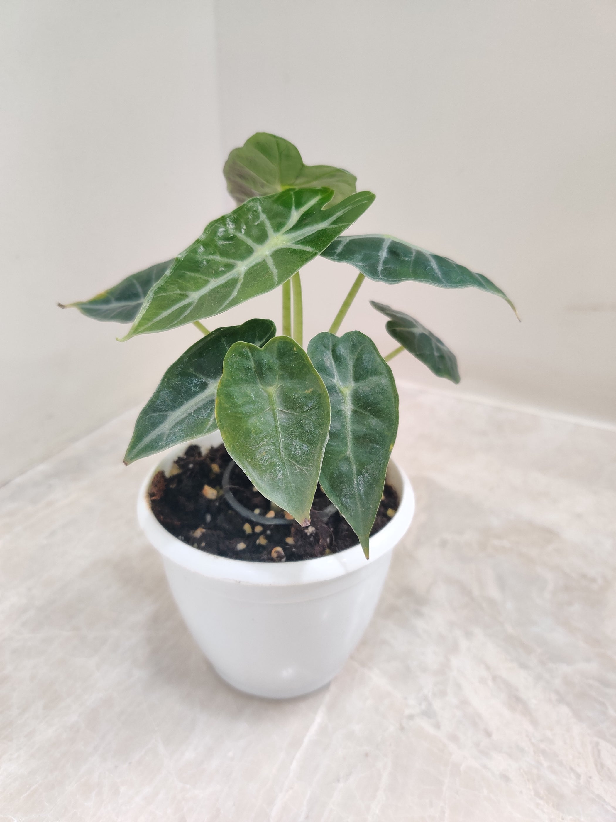 Buy Alocasia Parasol Plant – ChhajedGarden.com
