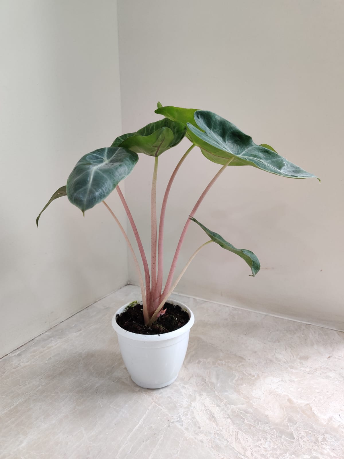 Alocasia Pink Dragon Small Plant – ChhajedGarden.com
