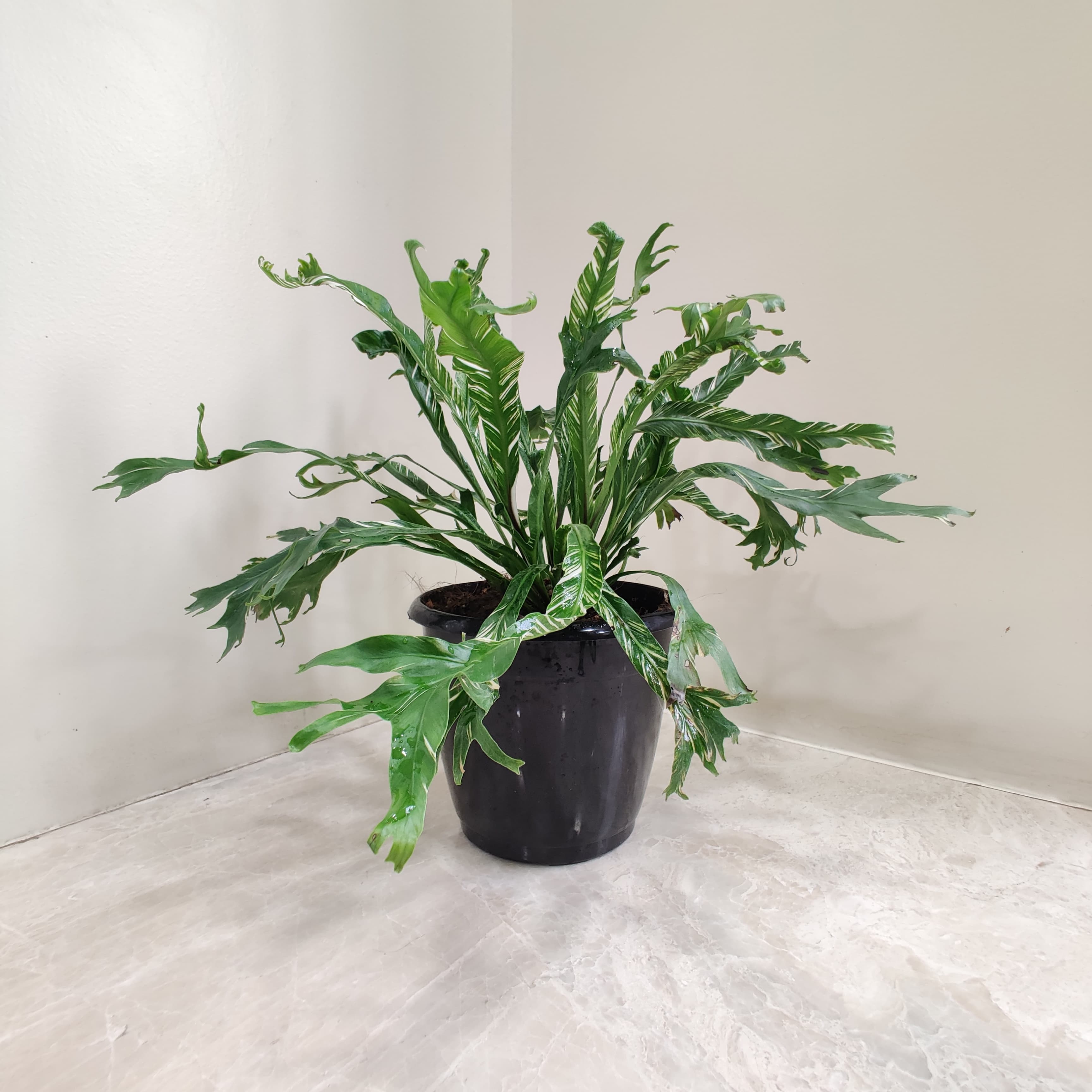 Buy Asplenium Nidus Variegated Fern Plant – ChhajedGarden.com