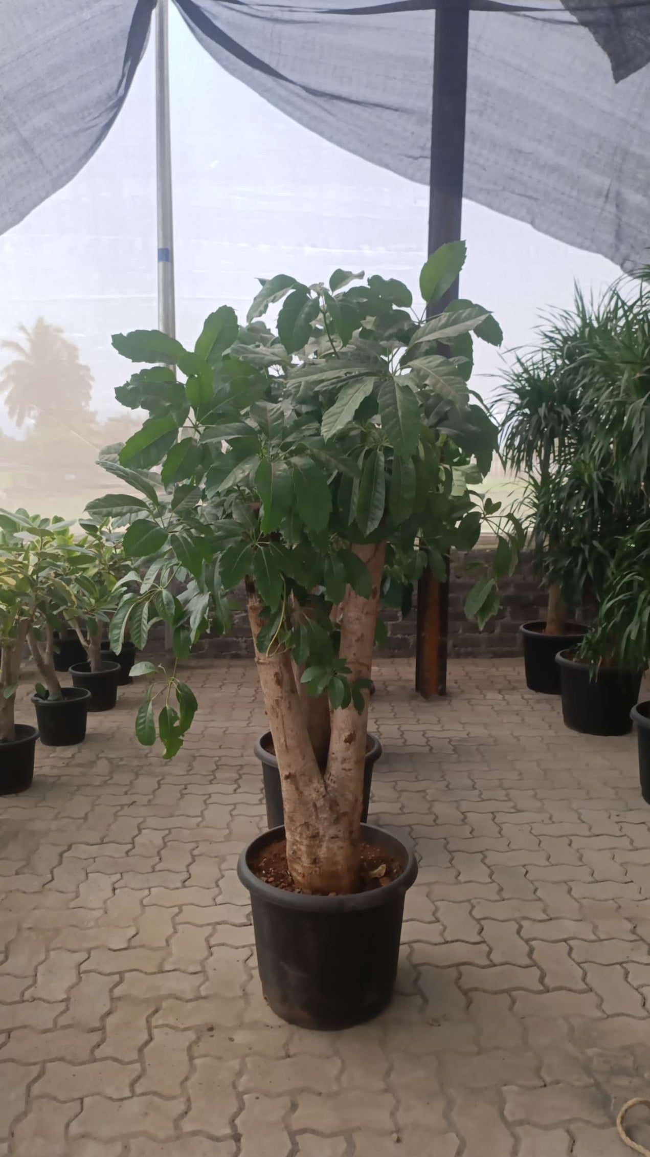 Buy Brassia Trunk Plant Online – ChhajedGarden.com
