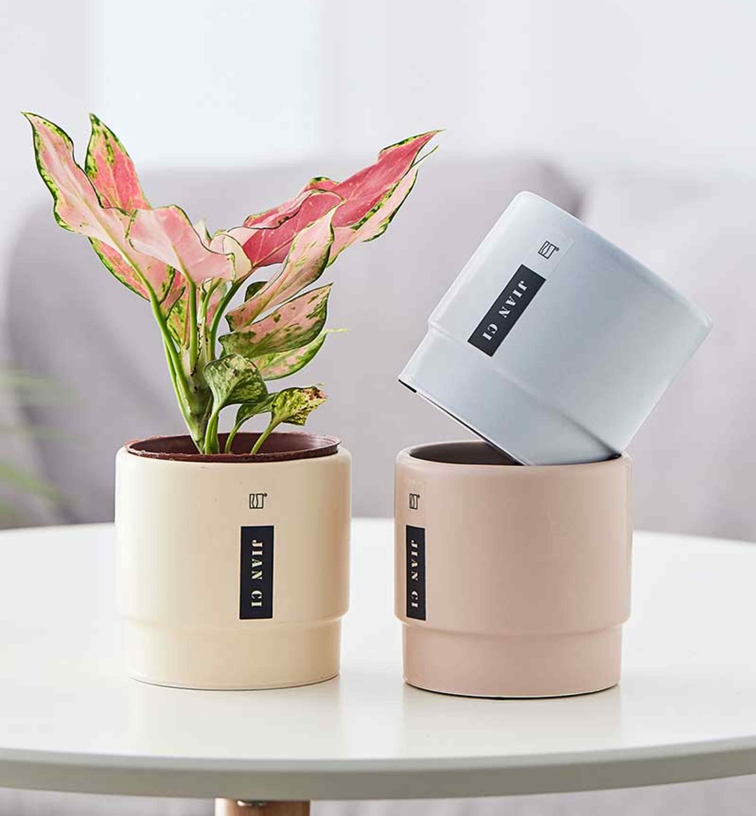 Buy Pastel Ceramic Planter -Modern Indoor Pot – ChhajedGarden.com