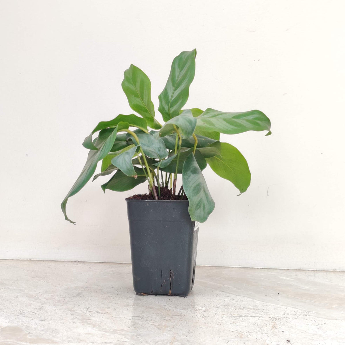 Buy Calathea Bella Plant Online in India – 7 cm Pot Indoor Plant ...