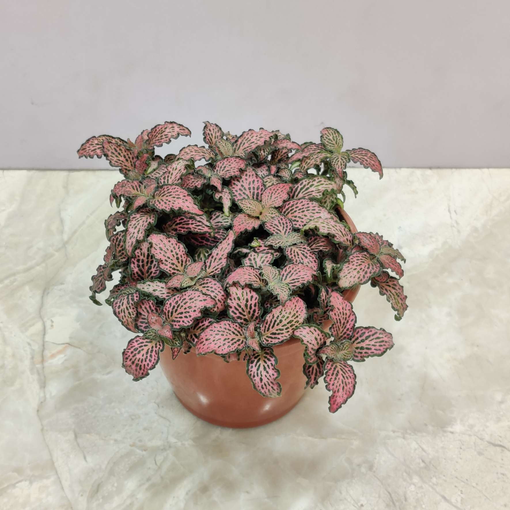 Buy Online Fittonia ‘Pink Forest Flame’ Plant – ChhajedGarden.com