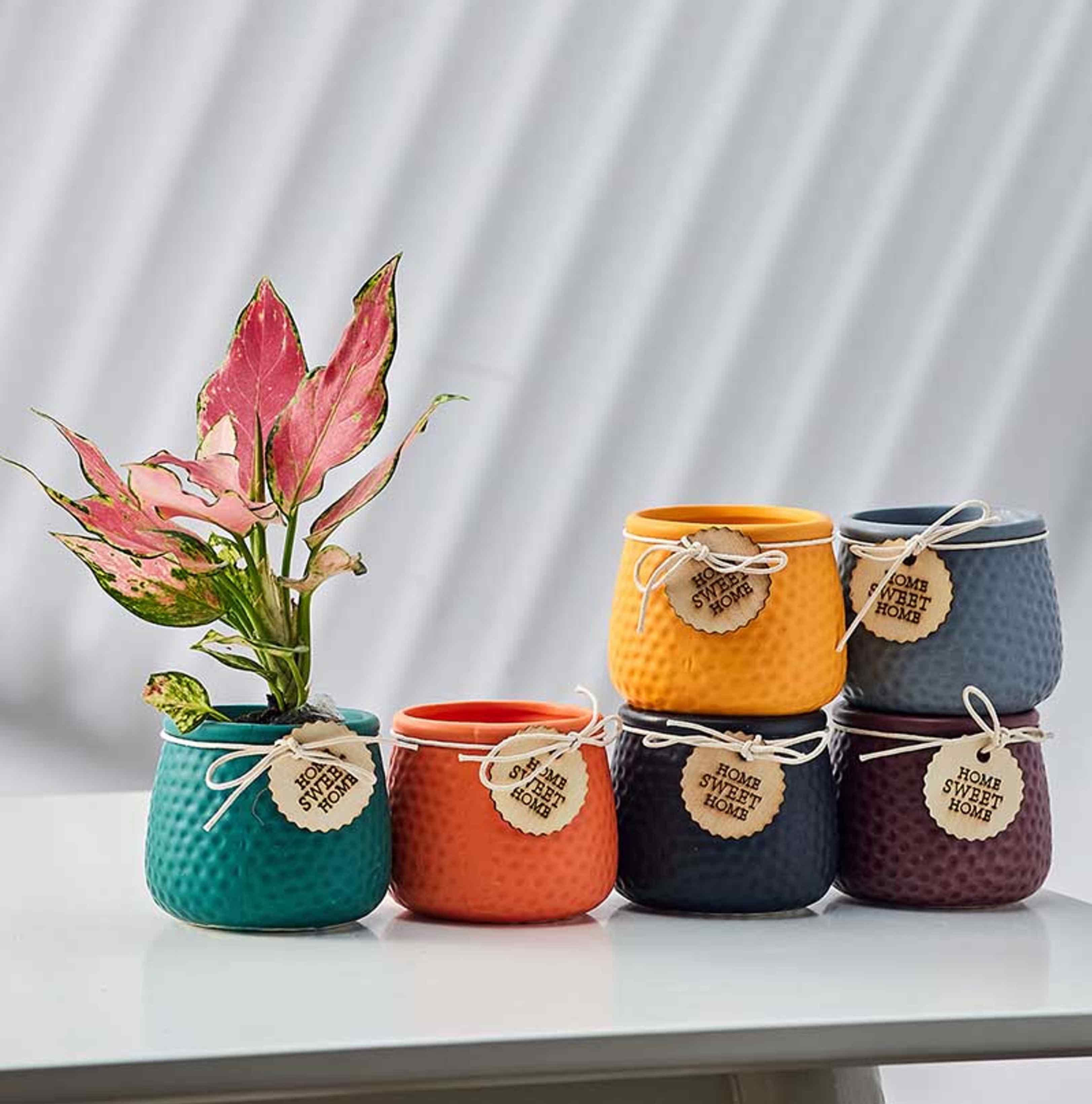 Colorful Mini Ceramic Planters with Textured Surface – ChhajedGarden.com