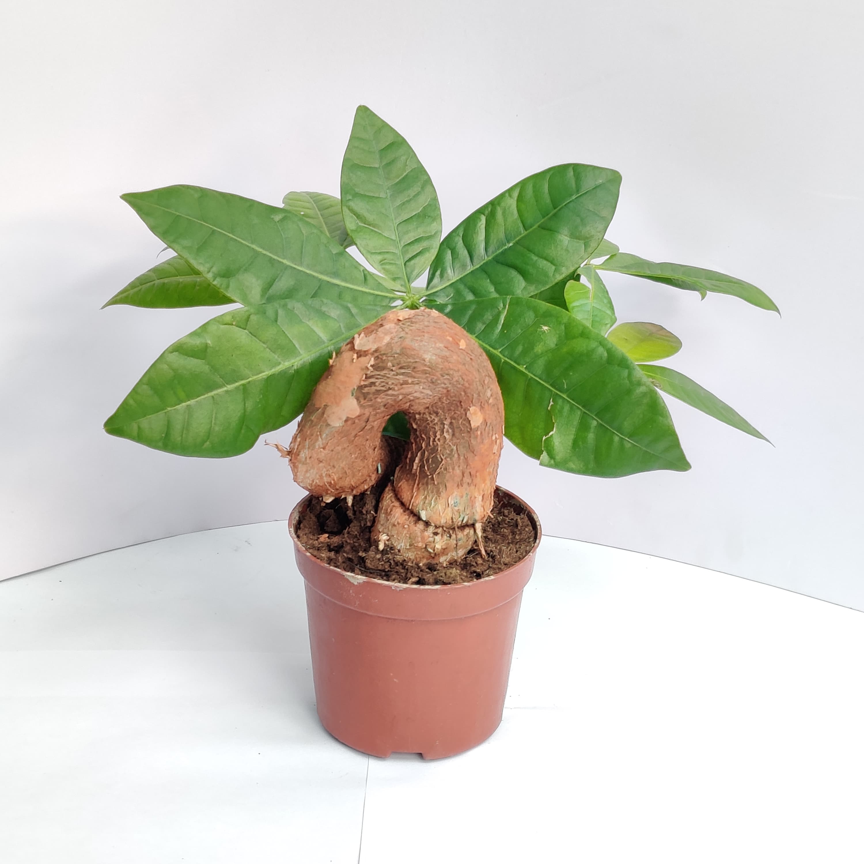 Buy a Curved Money Tree Bonsai (Pachira Aquatica) – ChhajedGarden.com