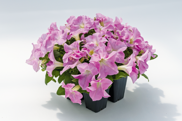 Petunia Success HD Light Pink Flower Seeds | Buy Online India ...