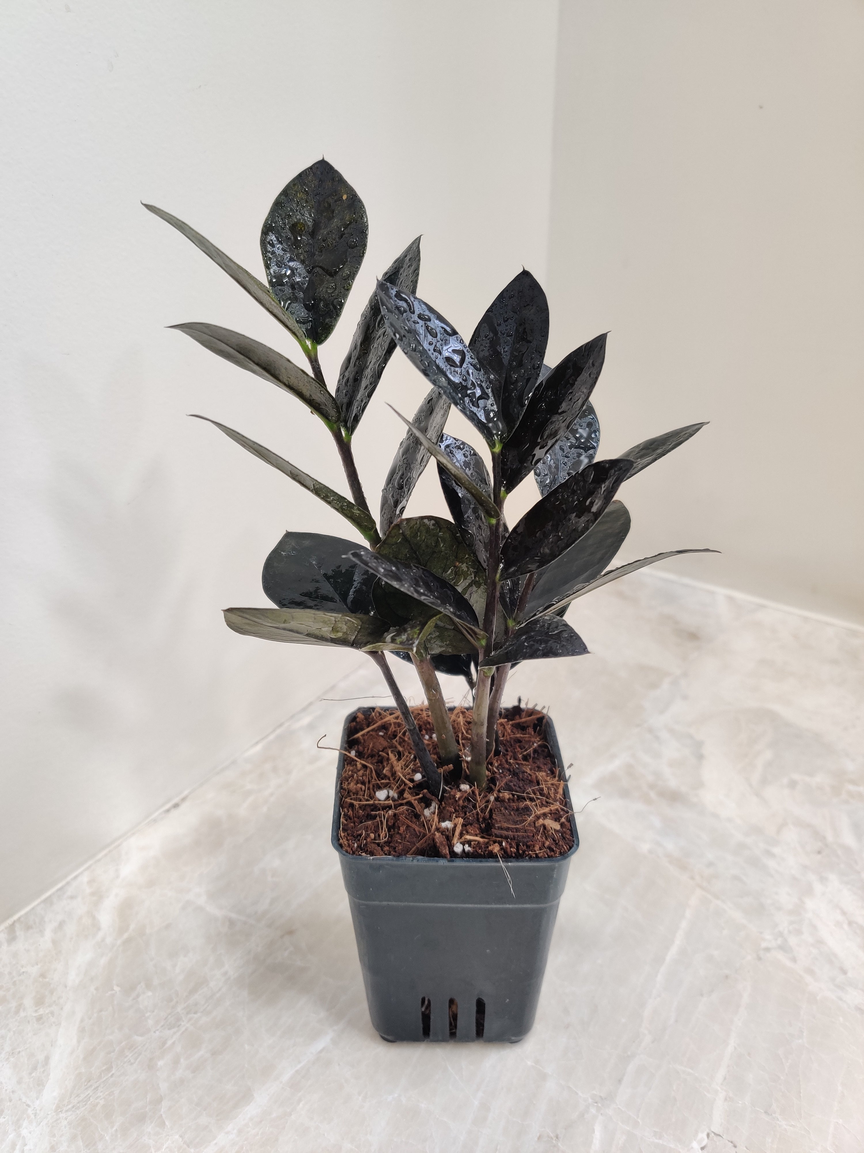 Buy ZZ Black Plant Online | Rare Dark Foliage Zamioculcas for Sale ...