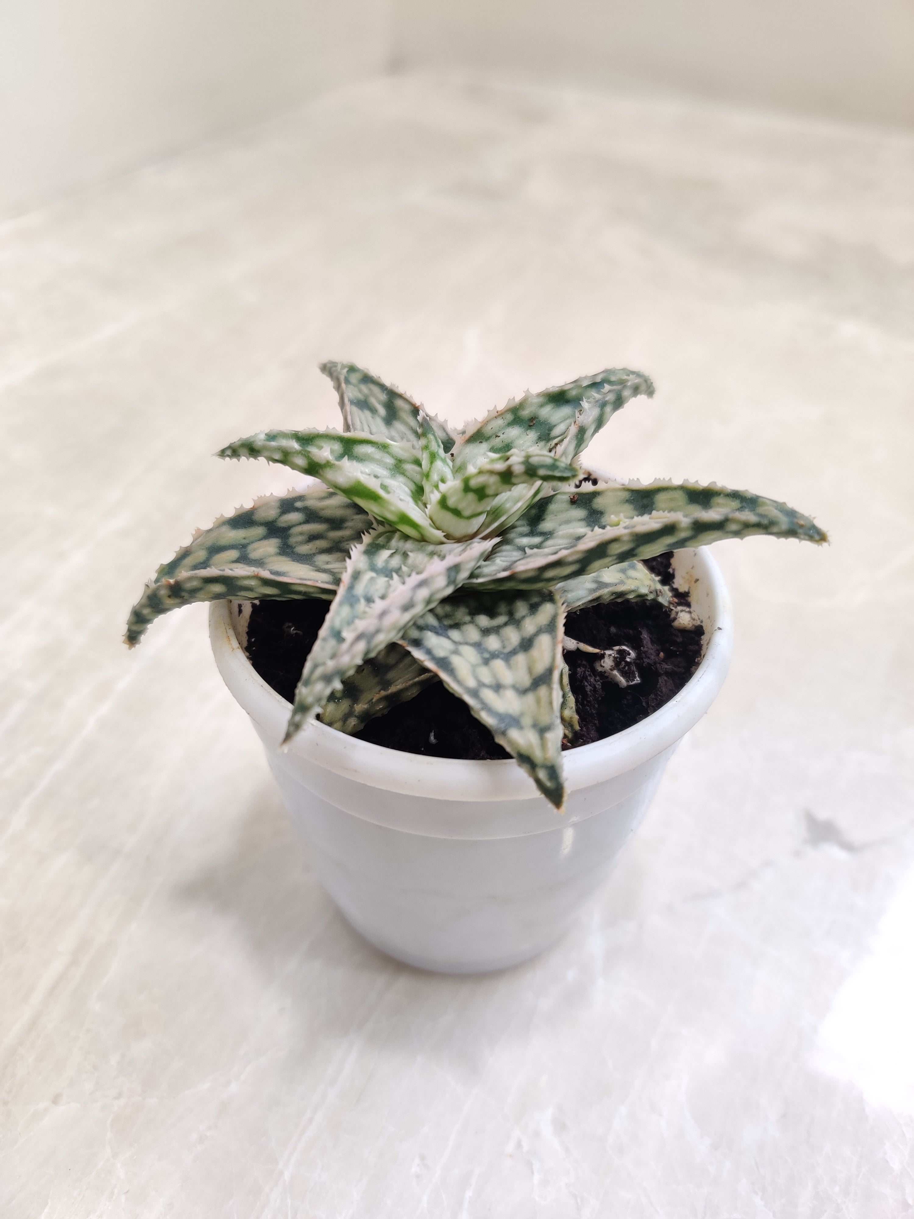 Aloe Snowstorm Plant - Perfect Frosty Succulent for Indoors ...