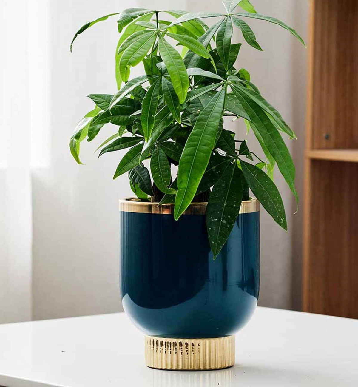 Deep Blue and Gold Ceramic Planter – Modern Cylindrical Indoor Pot ...