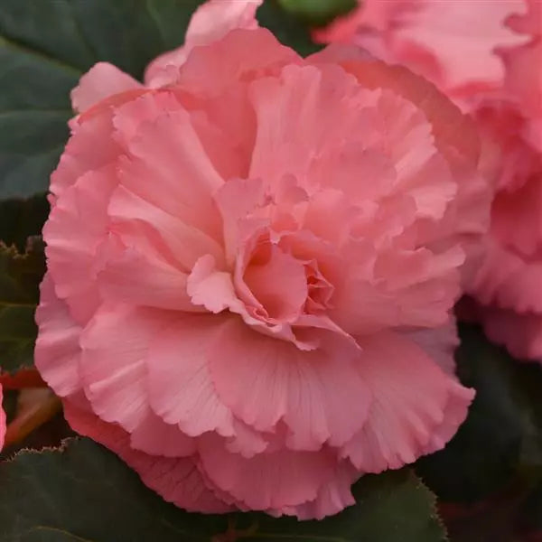 Begonia Tuberous AmeriHybrid Ruffled Pink Flower Seeds – ChhajedGarden.com