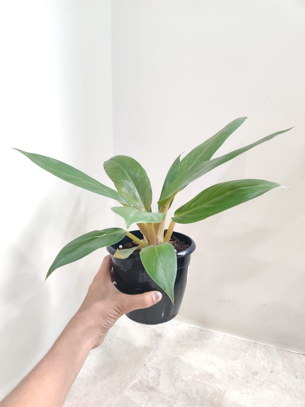 Buy Philodendron Meloni Plant – ChhajedGarden.com