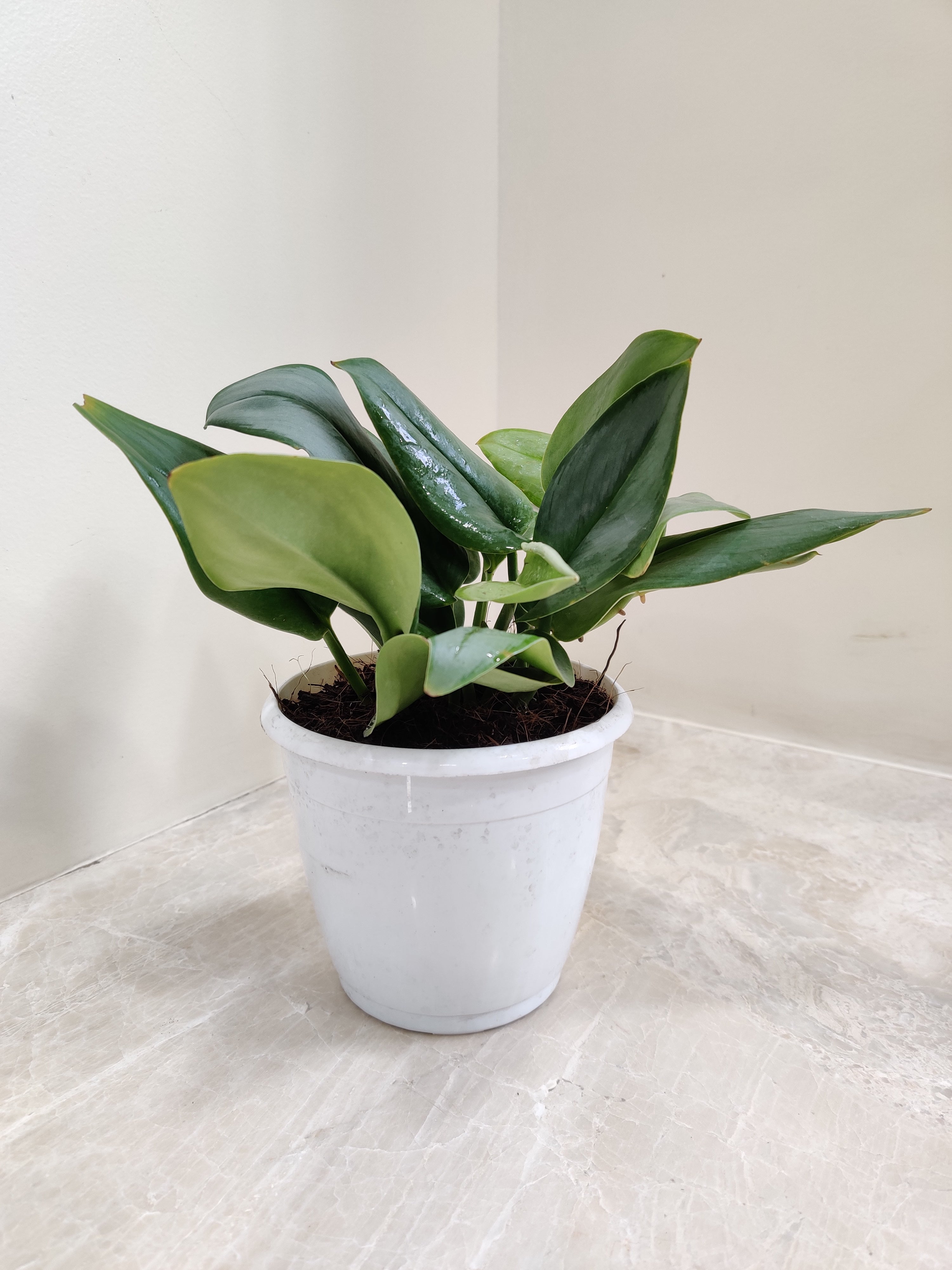 Buy Rare Scindapsus Big Moonlight Plant Online India – ChhajedGarden.com