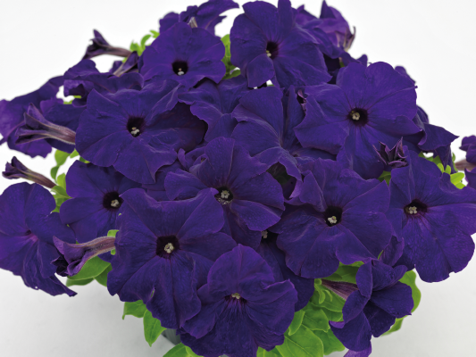 Petunia Success HD Blue Flower Seeds | Buy Online India – ChhajedGarden.com