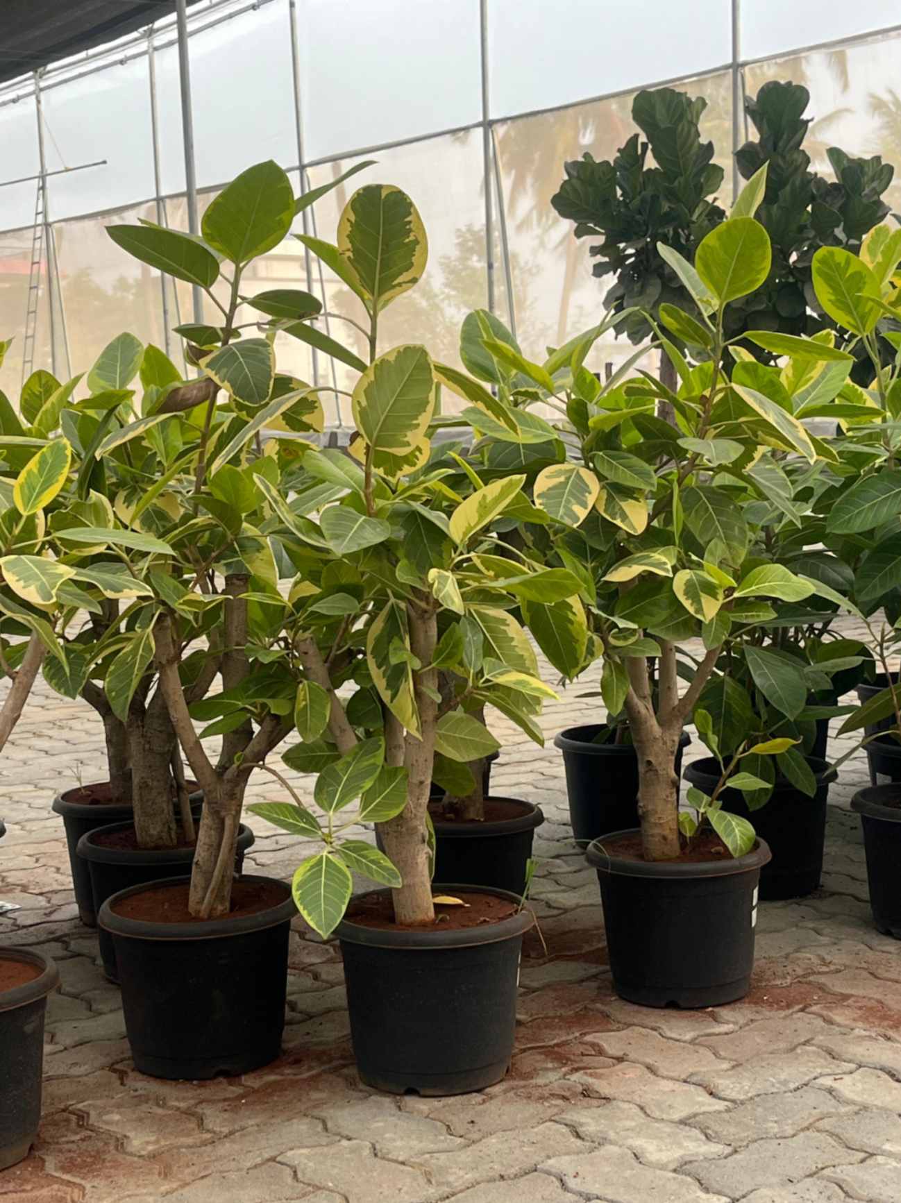 Buy Ficus Altissima Variegated Trunk Type | Indoor Tree Plant for Home ...