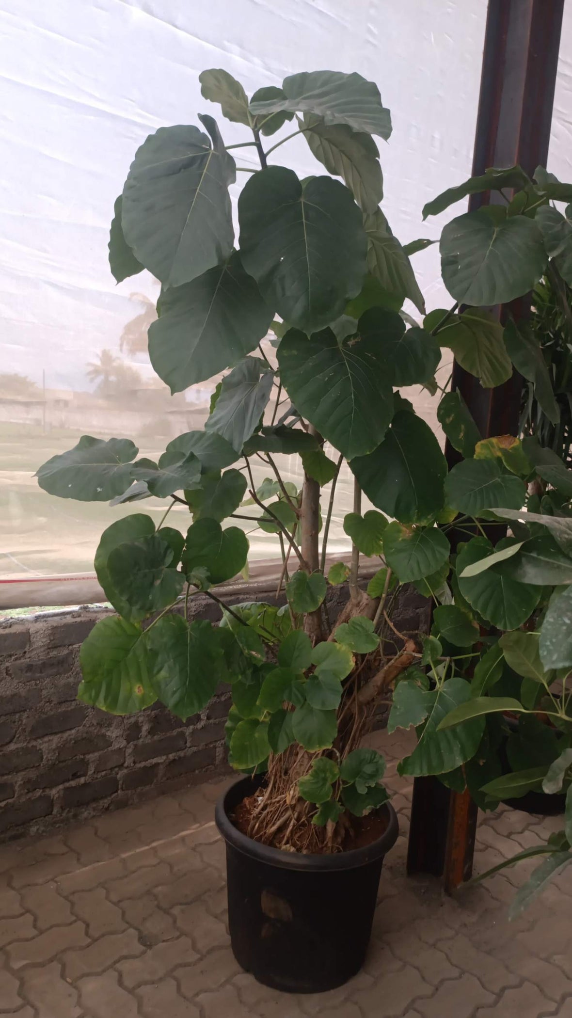 Buy Ficus Umbellata Online – ChhajedGarden.com