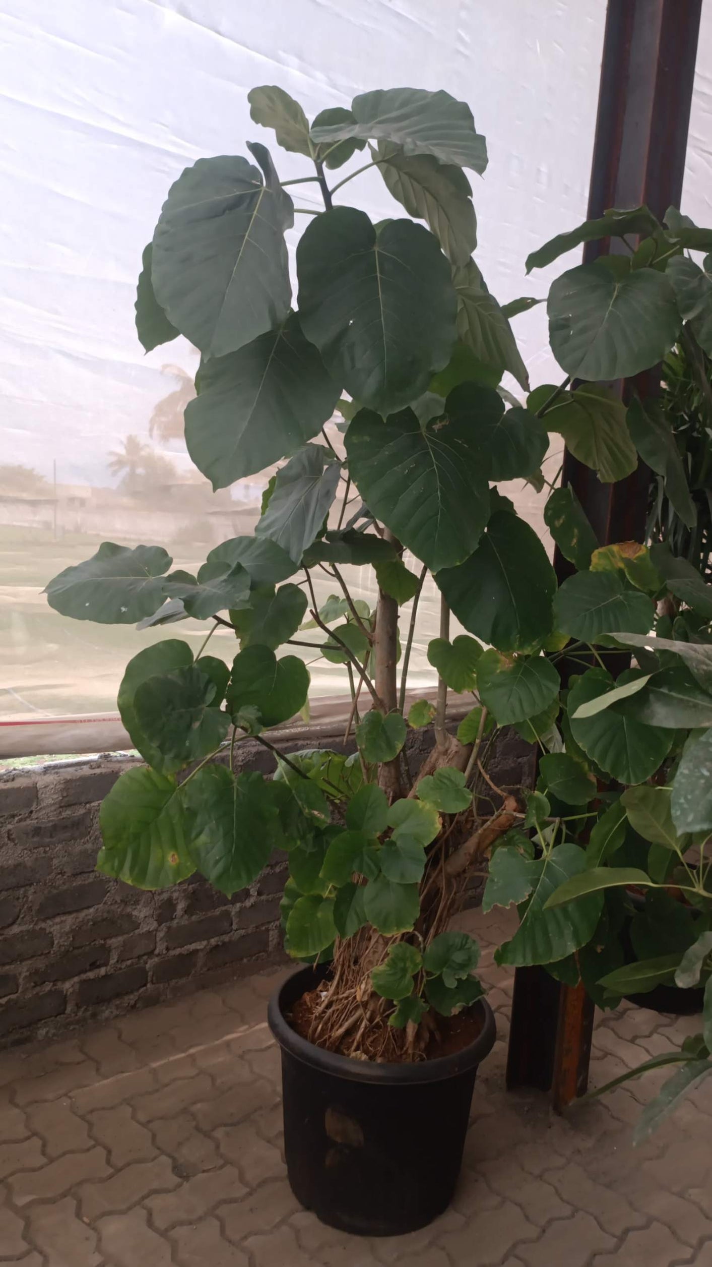 Buy Ficus Umbellata Online – ChhajedGarden.com