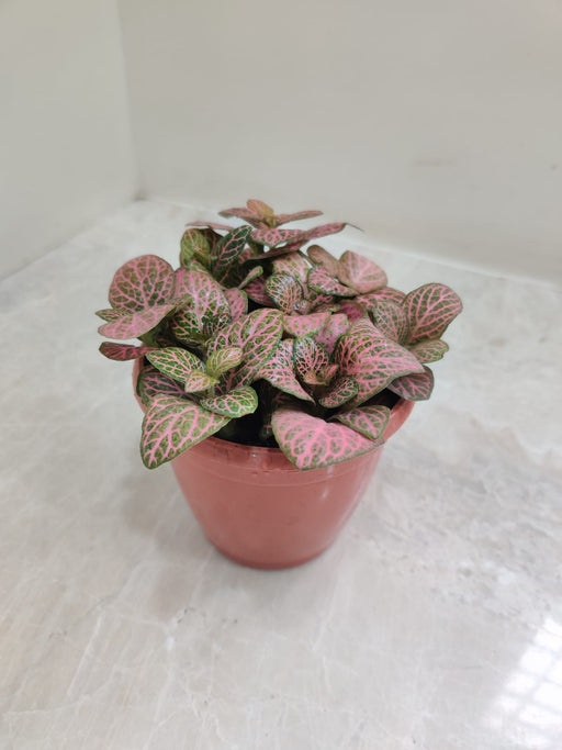 5 Important Tips For Fittonia Plant Care Chhajedgarden