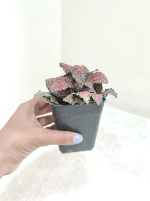5 important tips for Fittonia Plant Care – ChhajedGarden.com