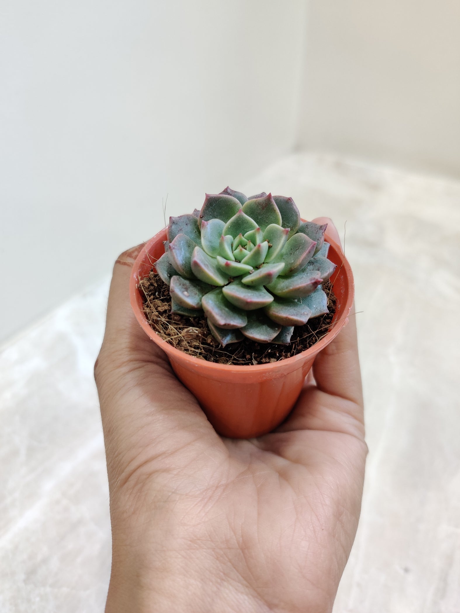Buy Graptoveria 'Olivia' | Compact Rosette Succulent Online ...