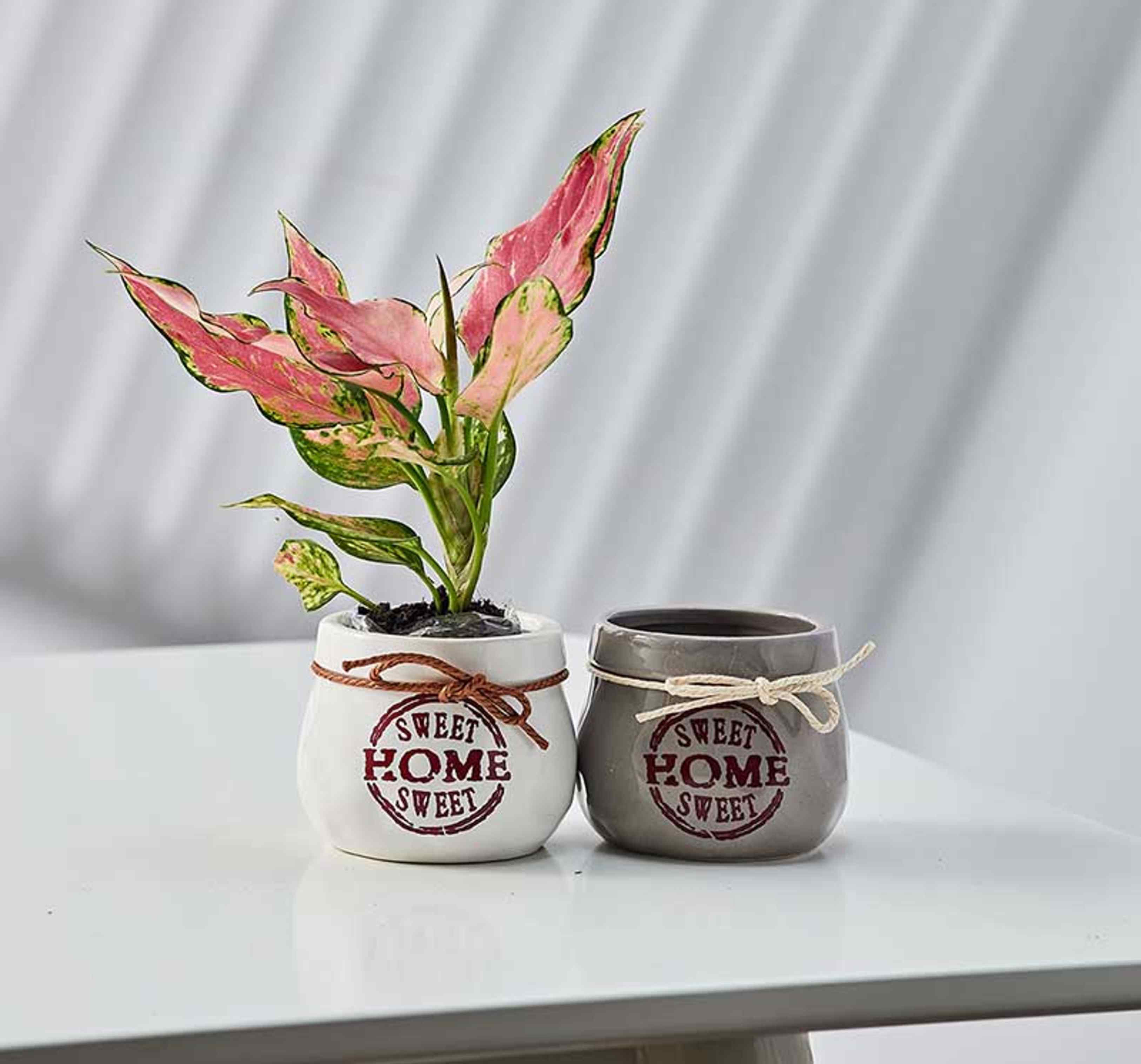 Home Sweet Home Ceramic Planters - Rustic Indoor Plant Pots ...