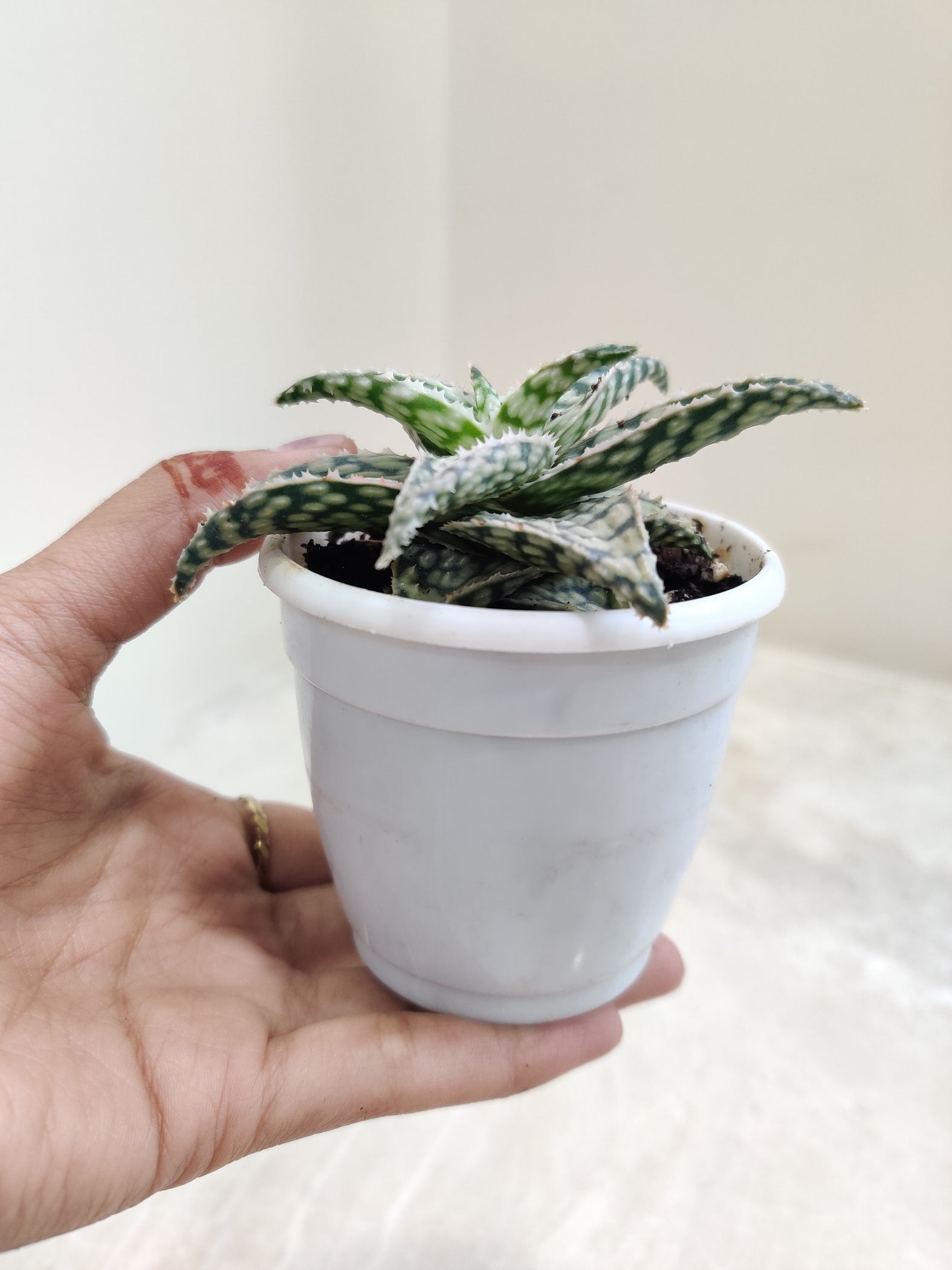 Aloe Snowstorm Plant - Perfect Frosty Succulent for Indoors ...