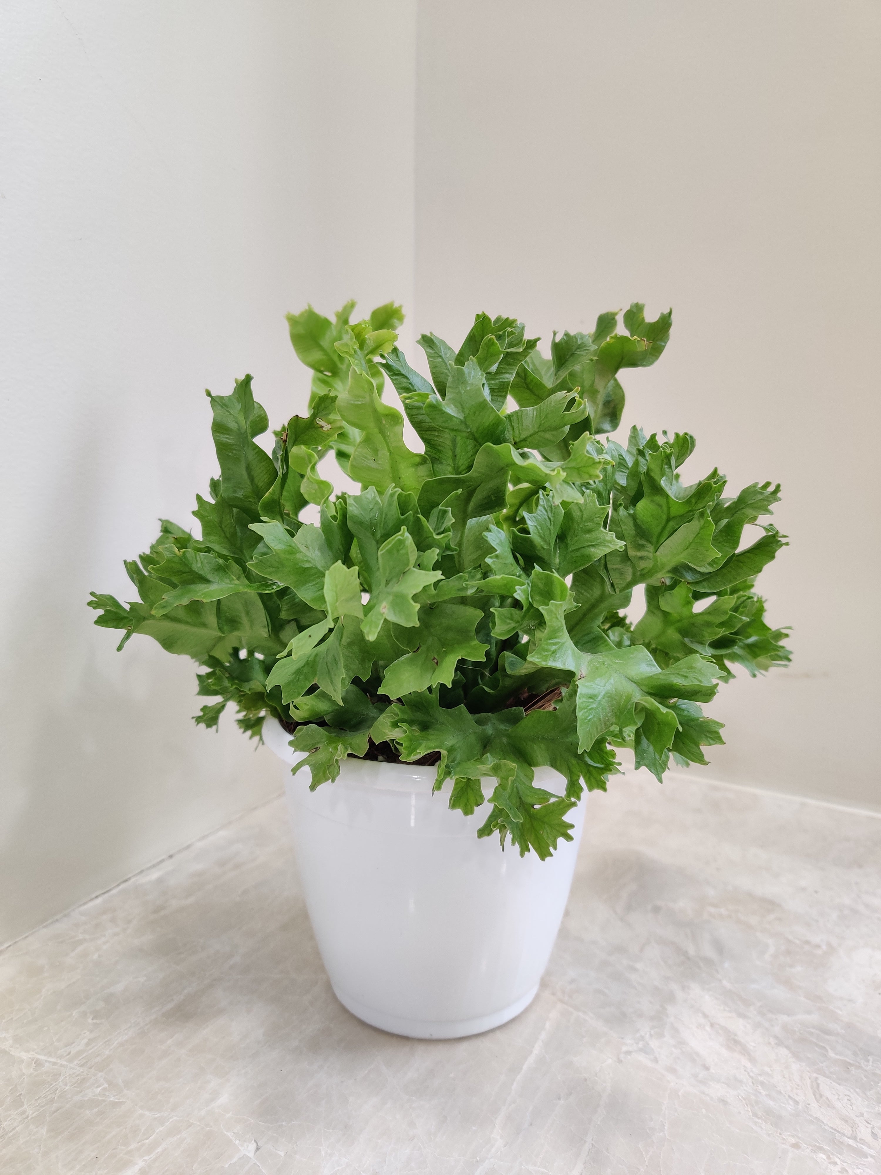 Buy Asplenium Leslie Fern - Fresh Indoor Air Purifier – ChhajedGarden.com