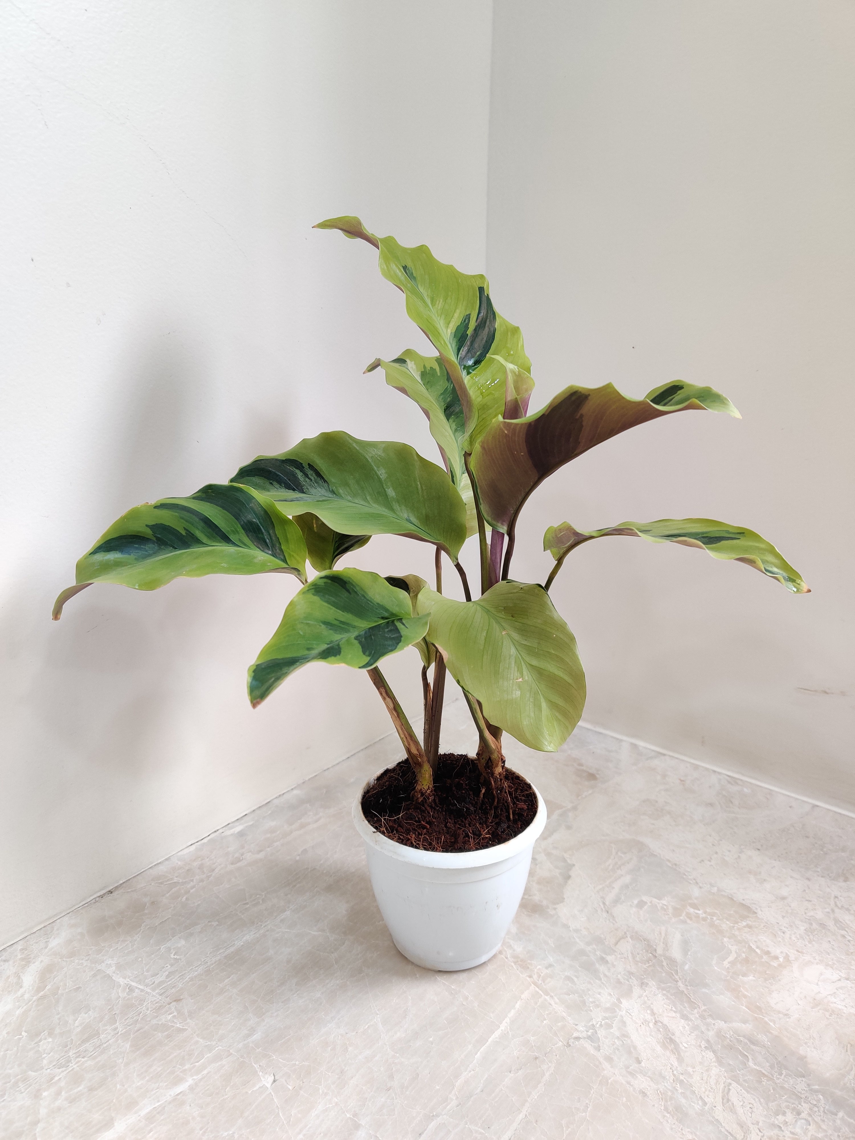 Buy Calathea Yellow Fusion Plant Online | Calathea Plant Rare ...