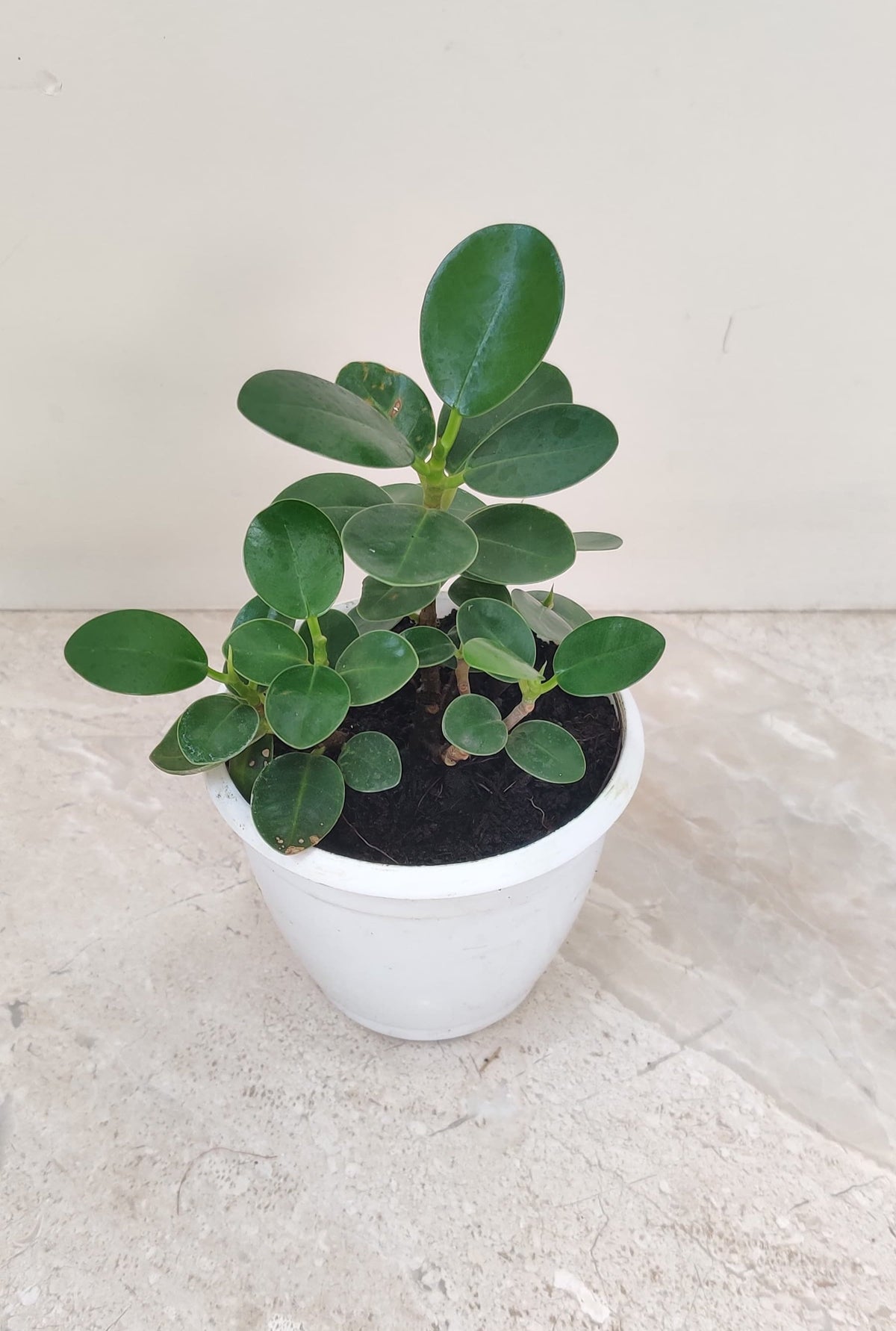 Buy Ficus Island Dwarf Green Color Plant Online in India ...