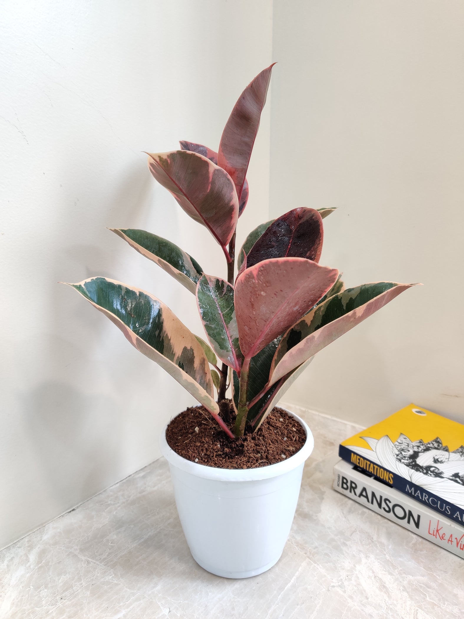Buy Variegated Rubber Plant (Ficus Elastica) online at the best price ...