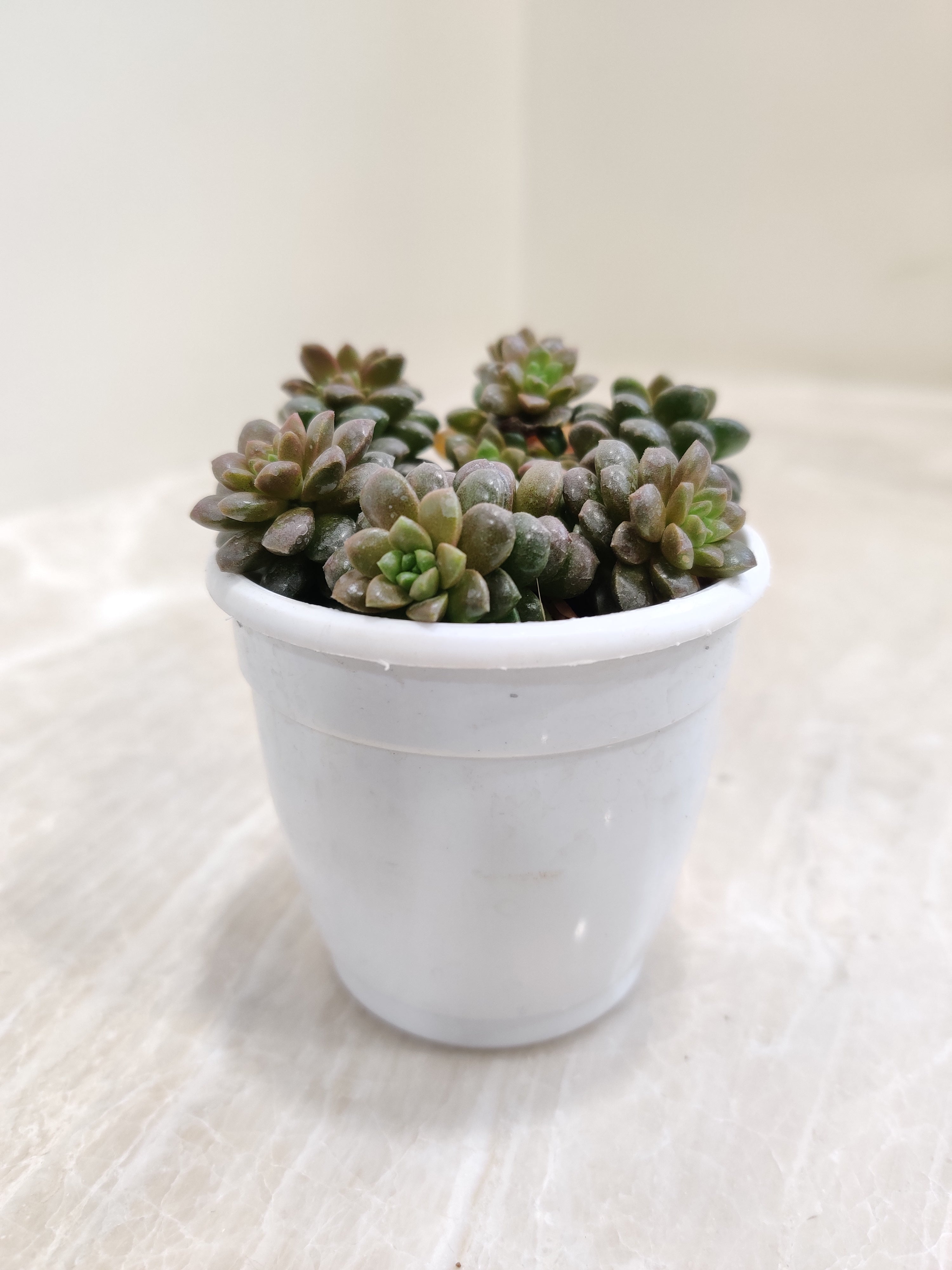 Buy Sedum 'Little Gem' - Compact & Charming Succulent – ChhajedGarden.com