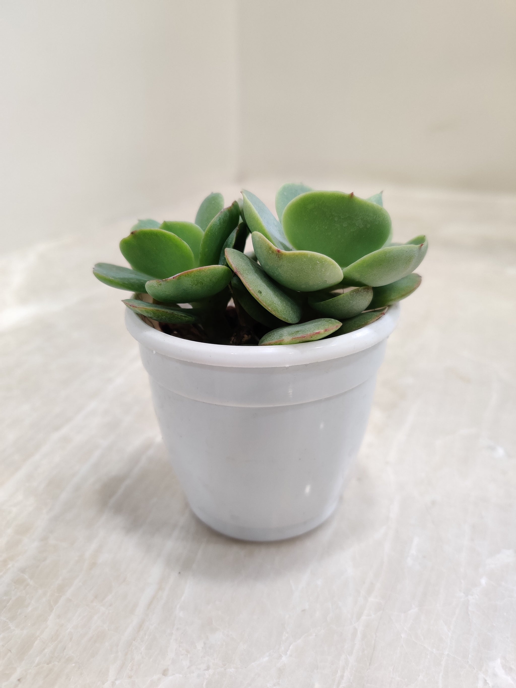 Plants – Page 2 – ChhajedGarden.com