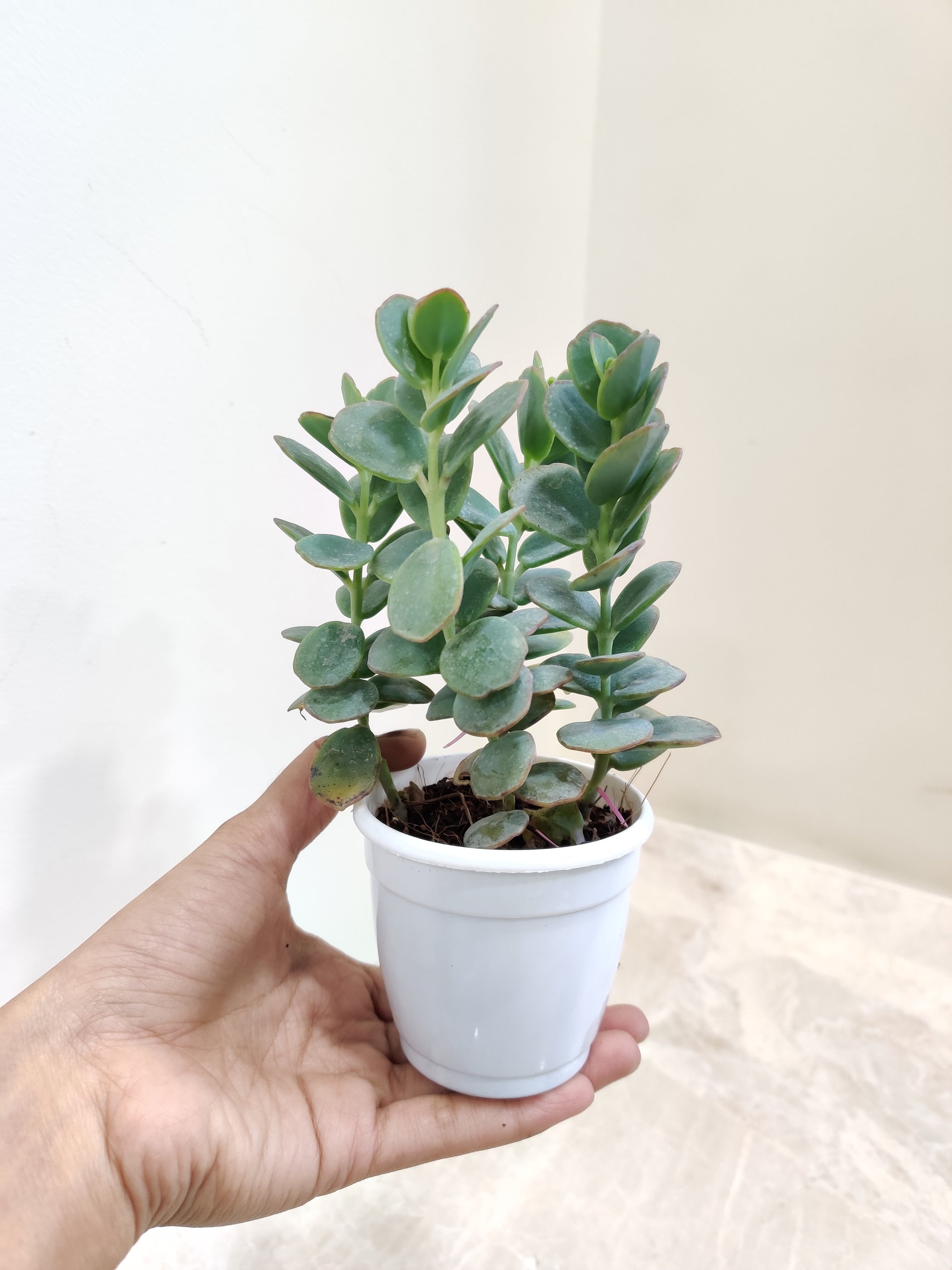 Kalanchoe Marnieriana Plant - Hardy Succulent for Sale – ChhajedGarden.com