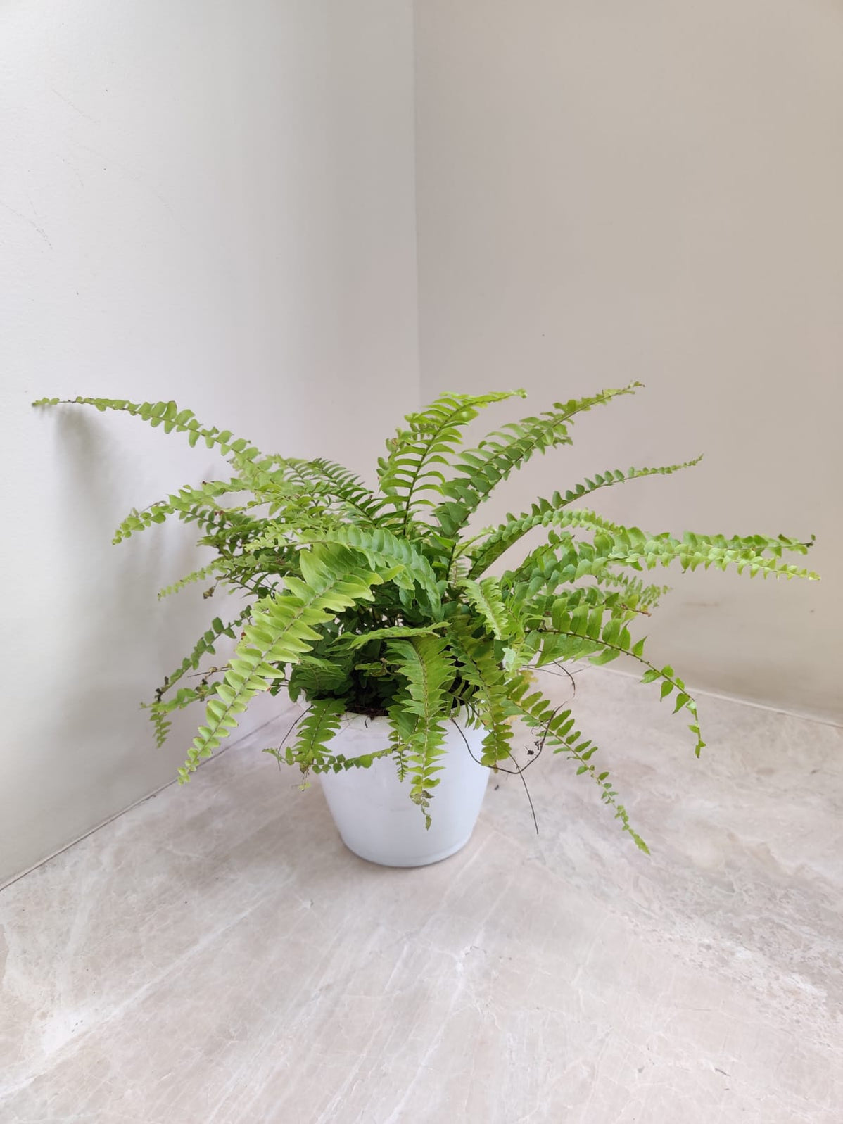 25 Easy to care Indoor Plants for Indian Homes – ChhajedGarden.com