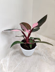 Philodendron Pink Princess: An In-depth Guide – ChhajedGarden.com