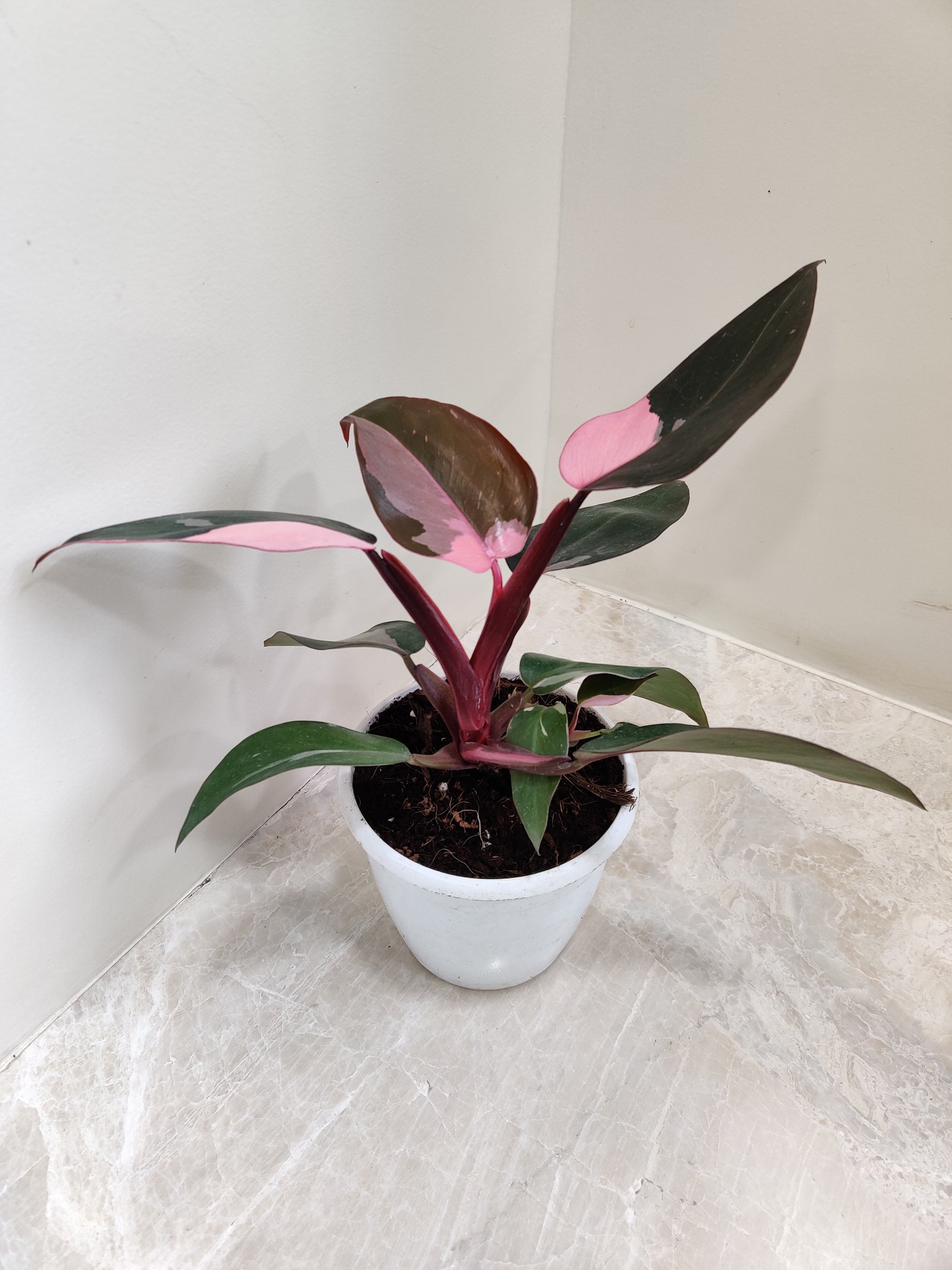 Philodendron Pink Princess: An In-depth Guide – ChhajedGarden.com